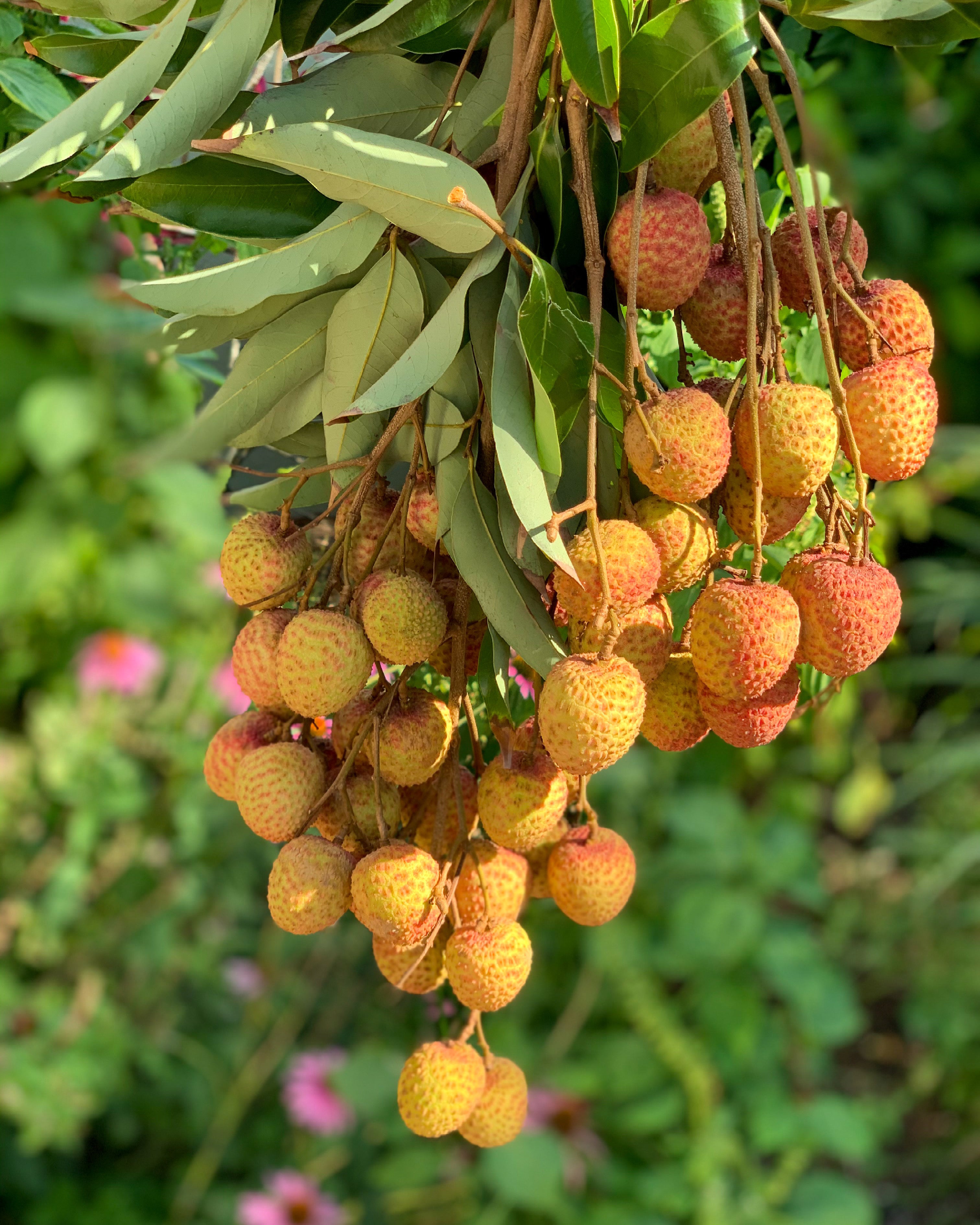 Top Notch Tropical – Top Notch Tropical