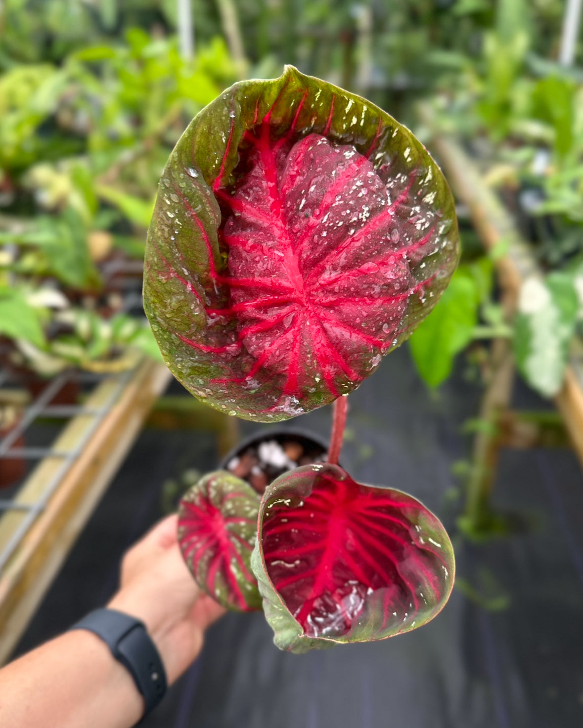 Top Notch Tropical – Top Notch Tropical
