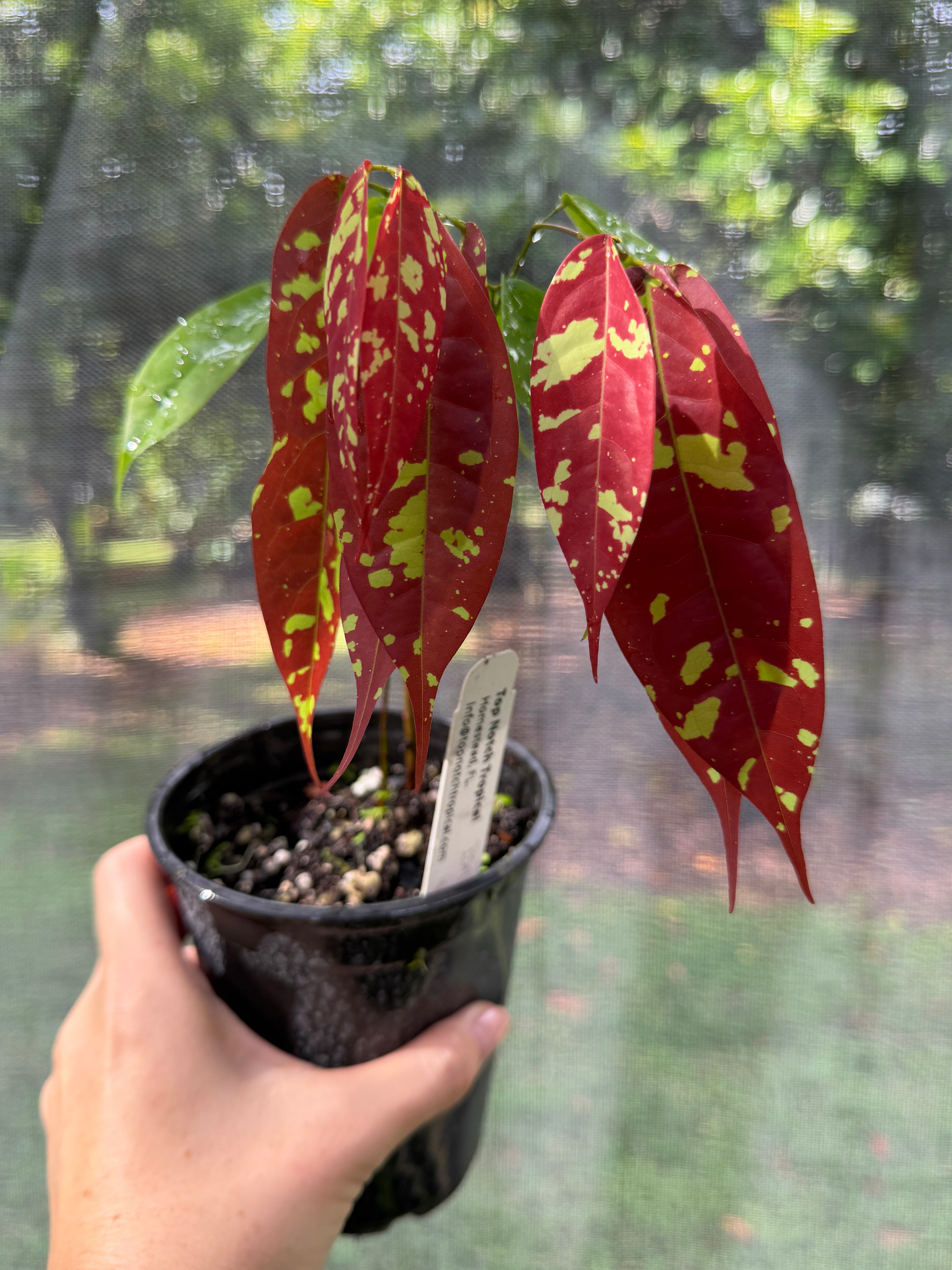 Browneopsis ucayalina, Maroon Handkerchief Tree – Top Notch Tropical