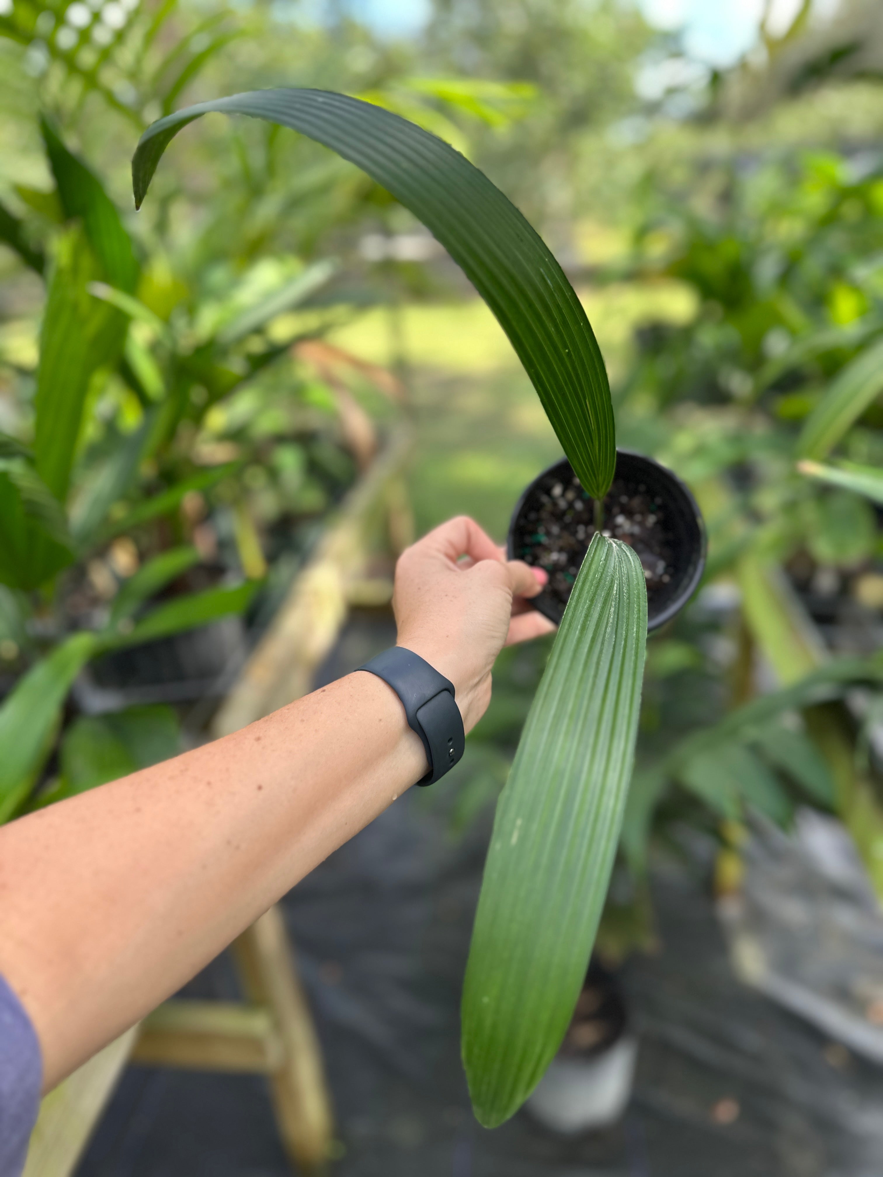 Sabinaria magnifica Rare Palm – Top Notch Tropical