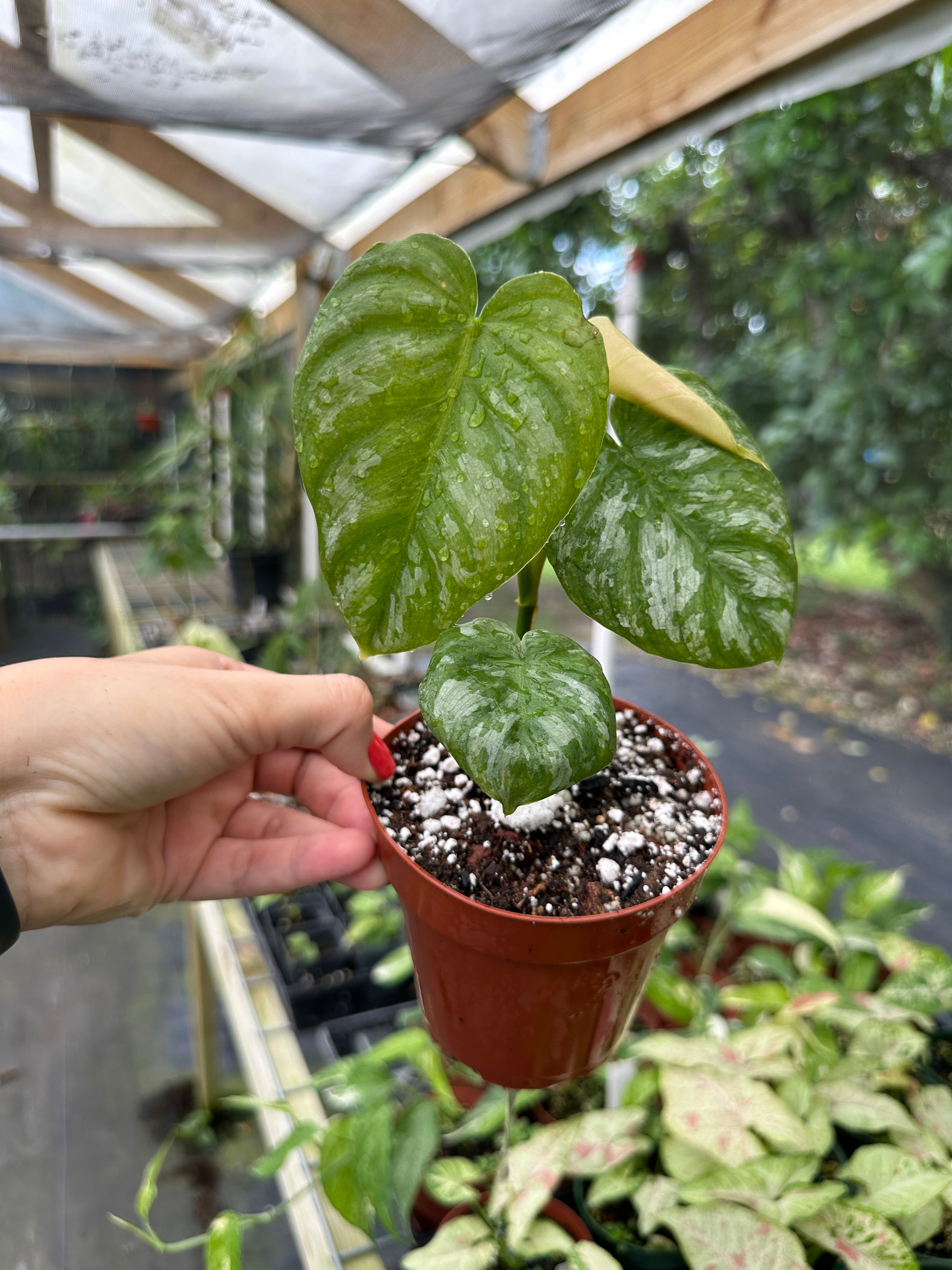 Philodendron brandtianum AFF "Wild form" – Top Notch Tropical