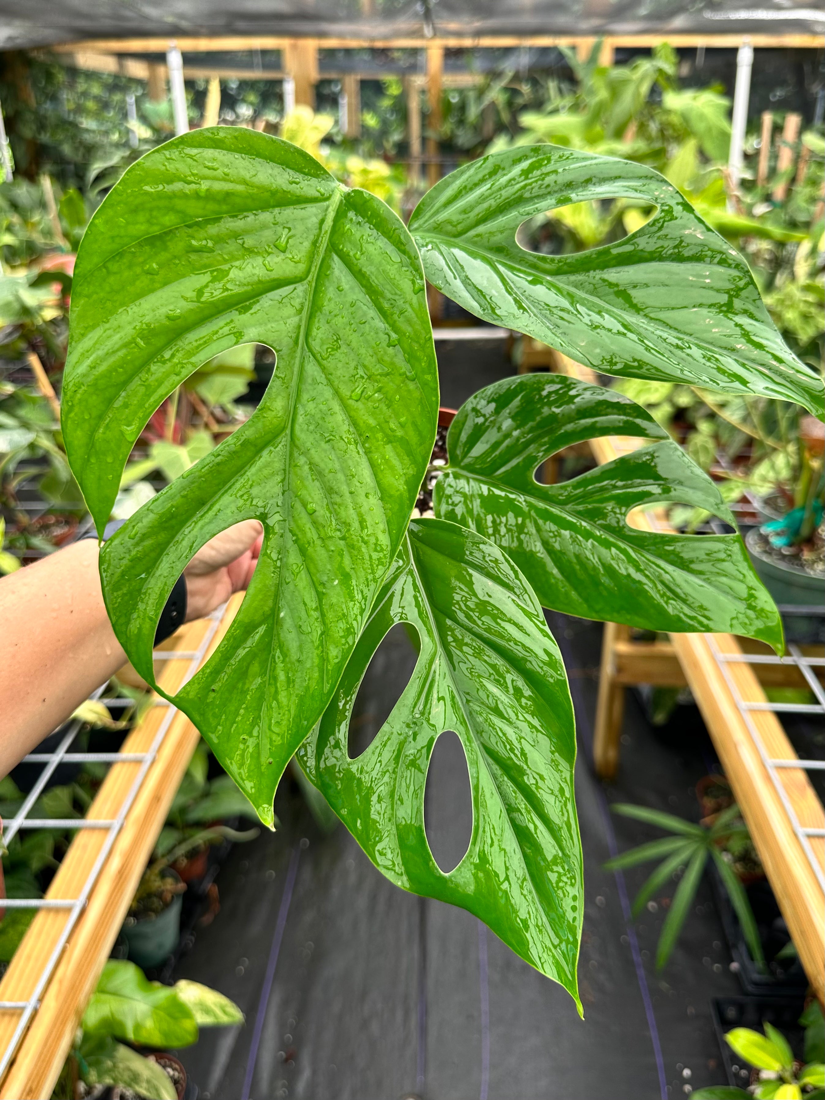 Rhaphidophora Pertusa – Top Notch Tropical