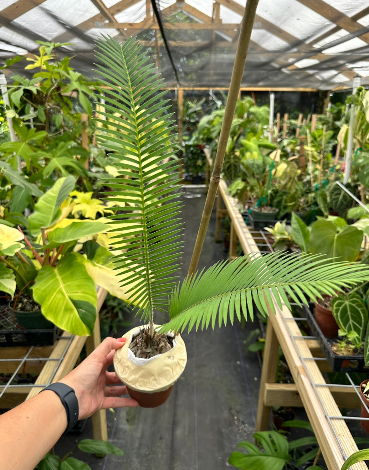 Dioon Edule (Chestnut Dioon) – Top Notch Tropical