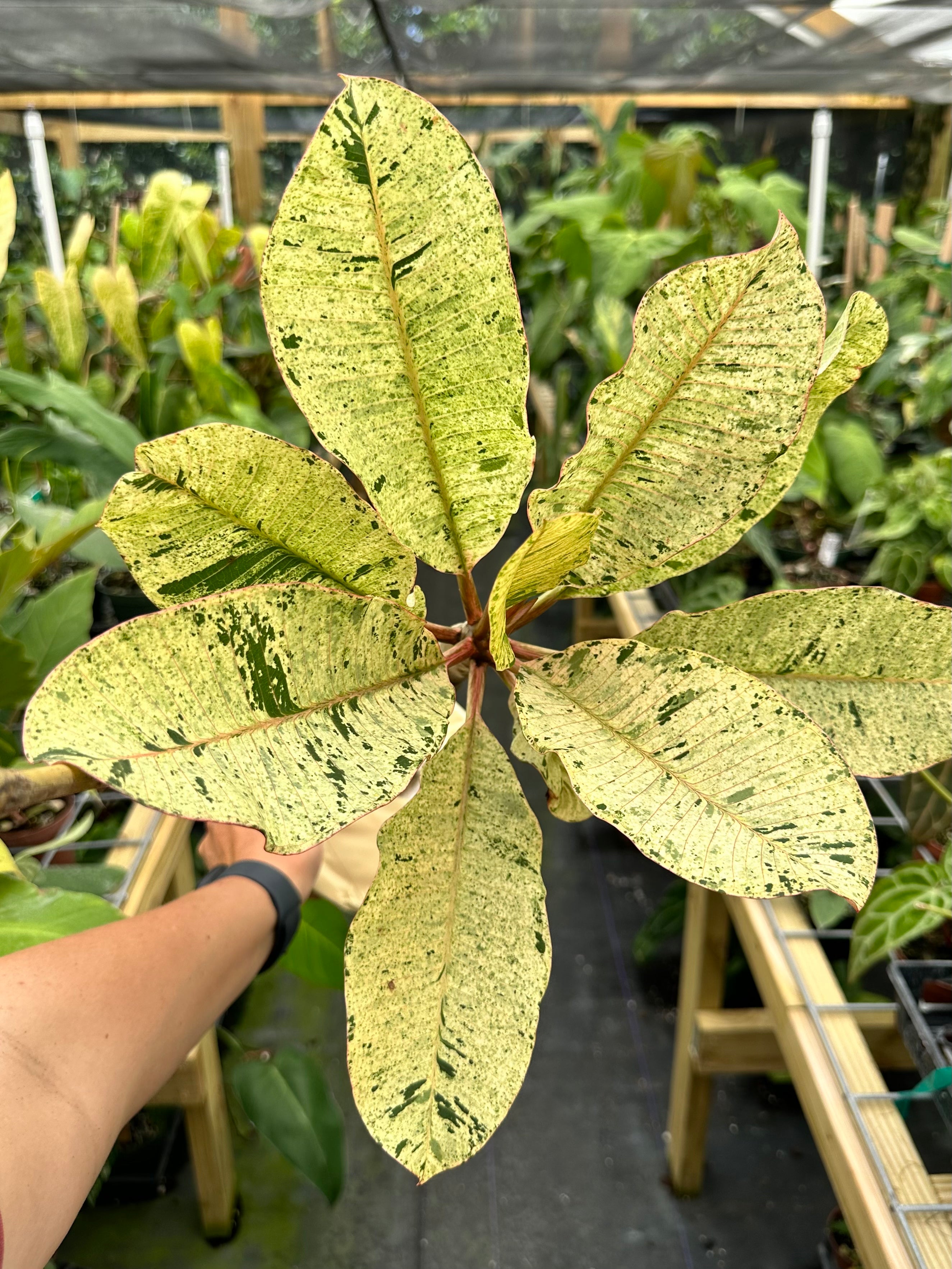 Variegated Plumeria Frangipani XL – Top Notch Tropical