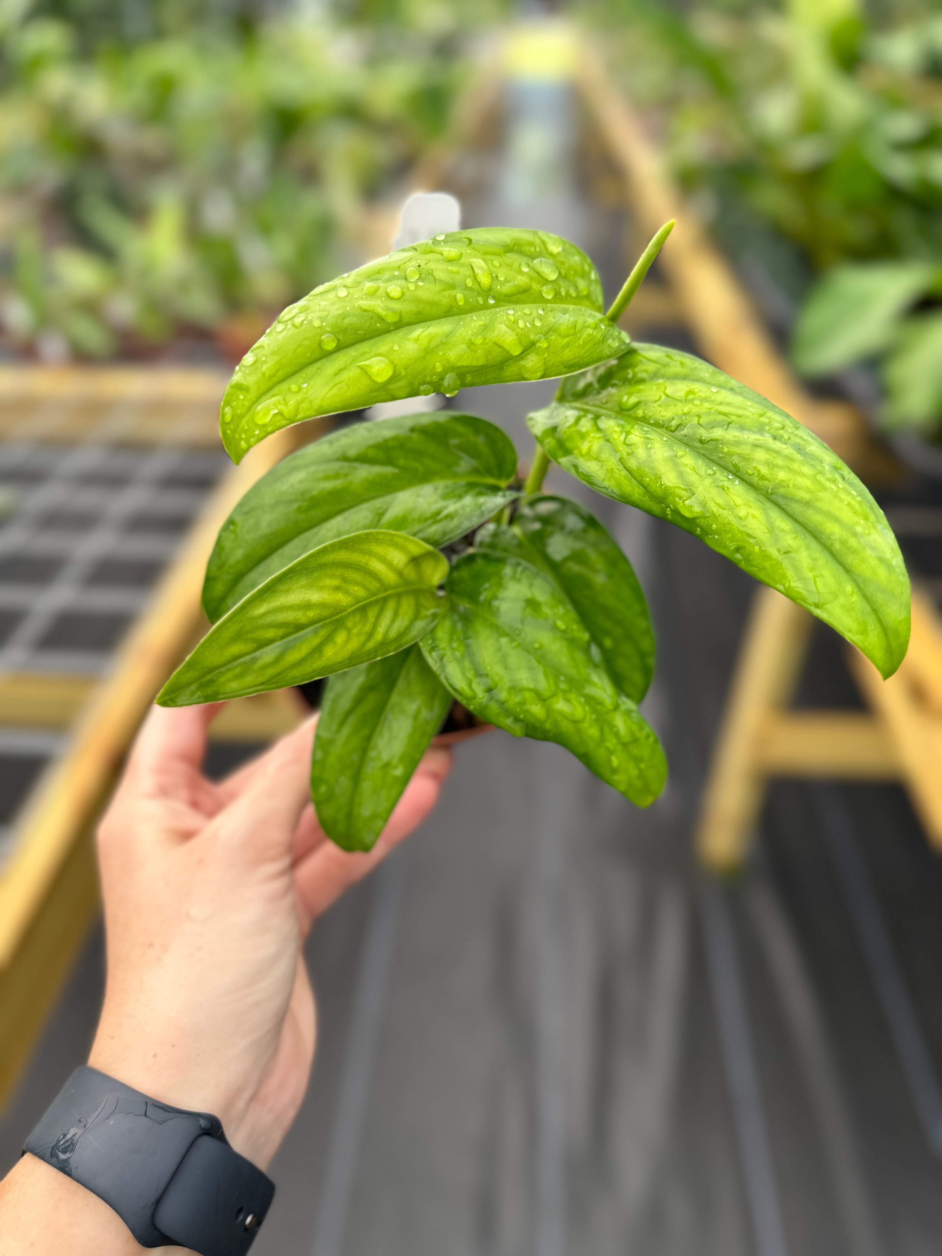 Monstera dwyeri Rare – Top Notch Tropical