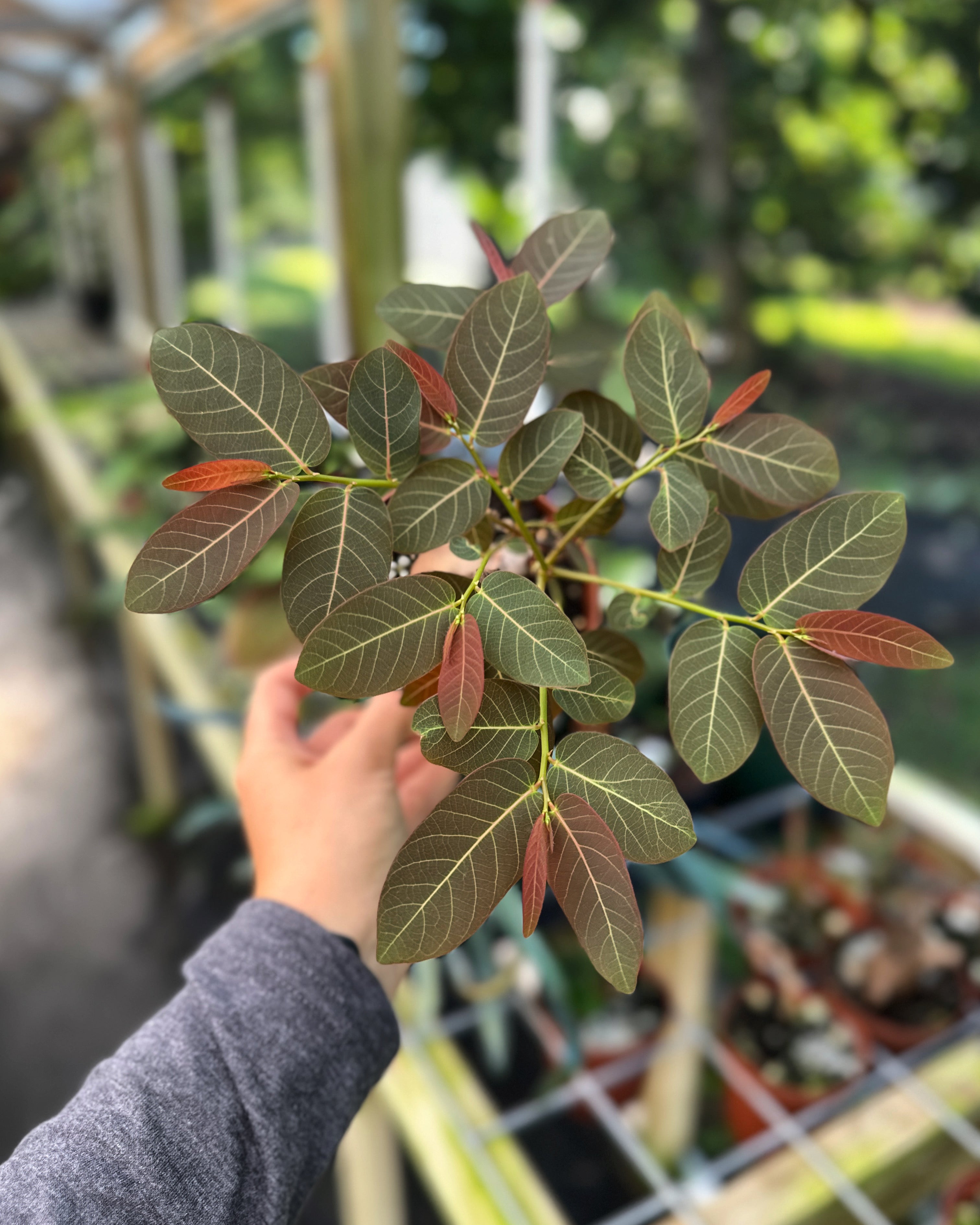 Phyllanthus mirabilis – Top Notch Tropical