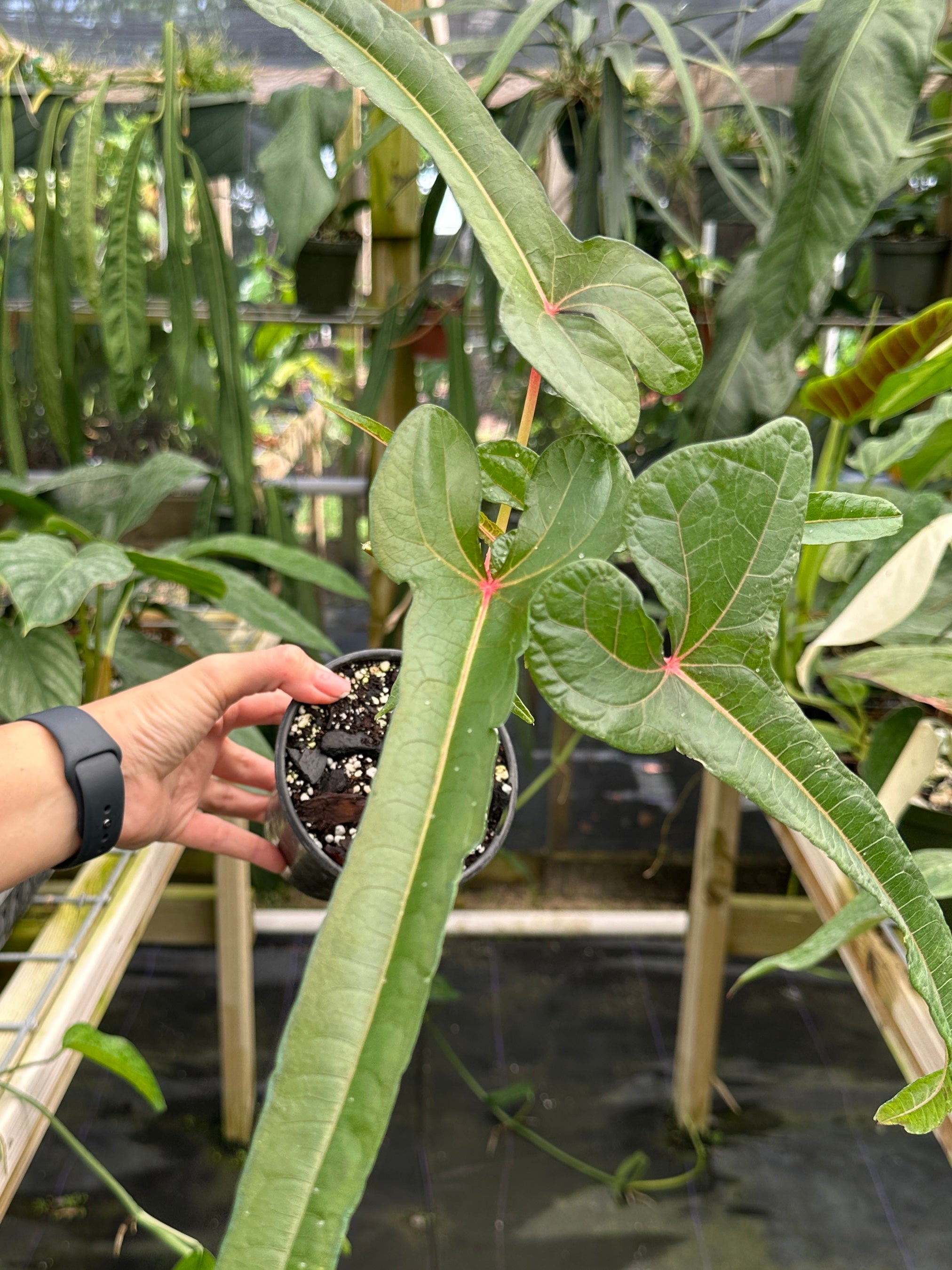 Top Notch Tropical – Top Notch Tropical