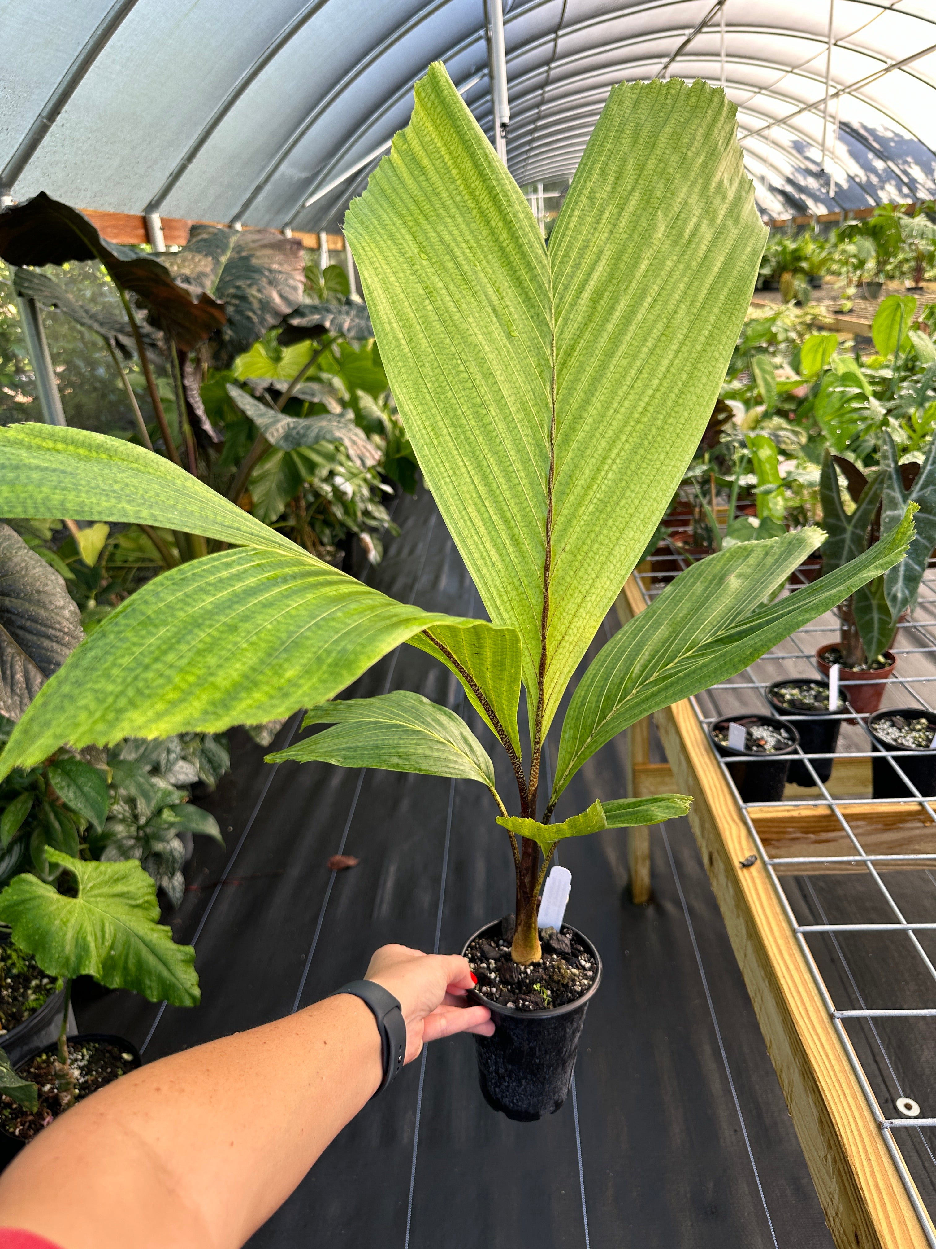 Hydriastele beguinii 'Obi Island' Palm – Top Notch Tropical