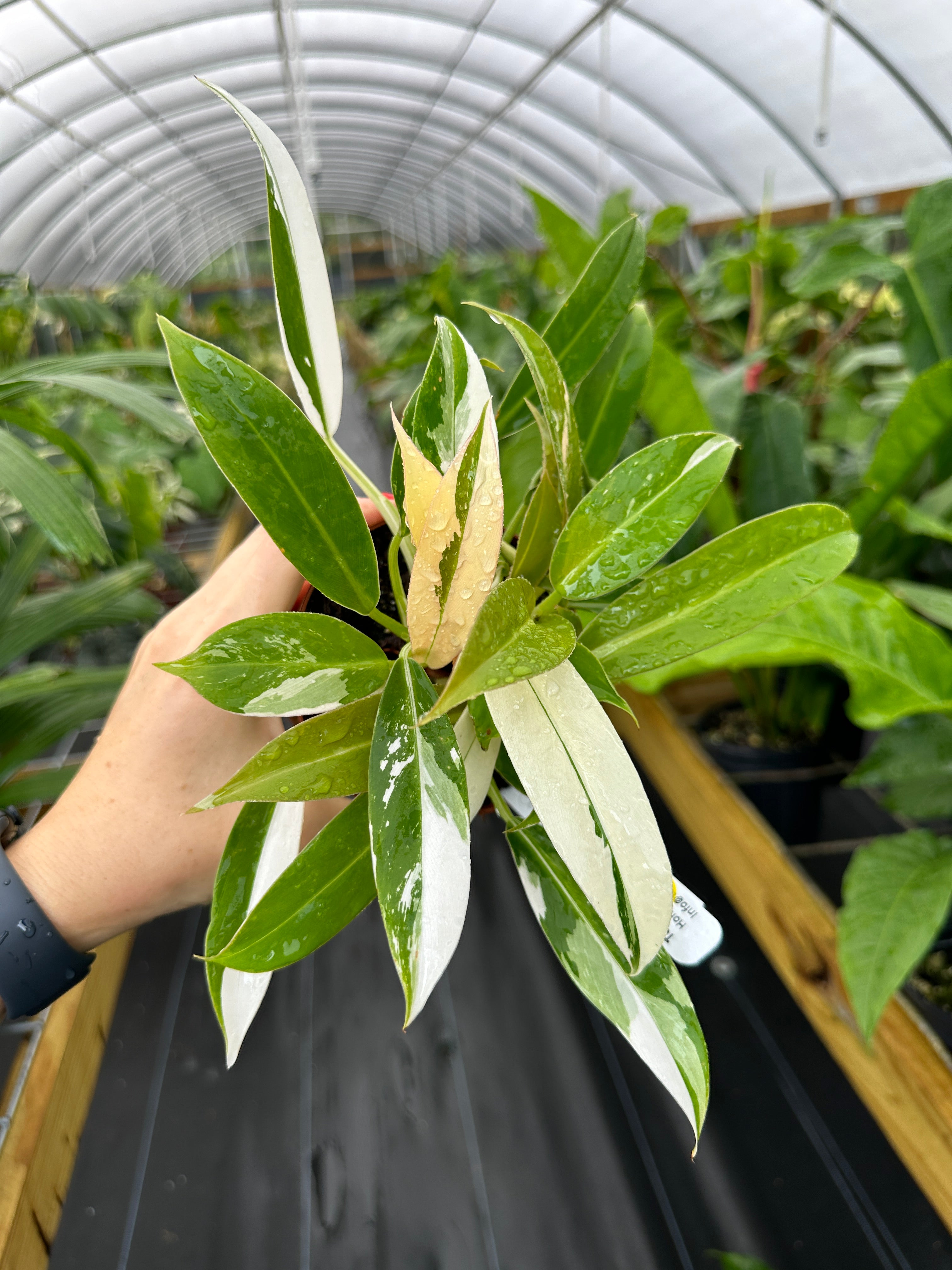 Philodendron Wend Imbe Variegated – Top Notch Tropical