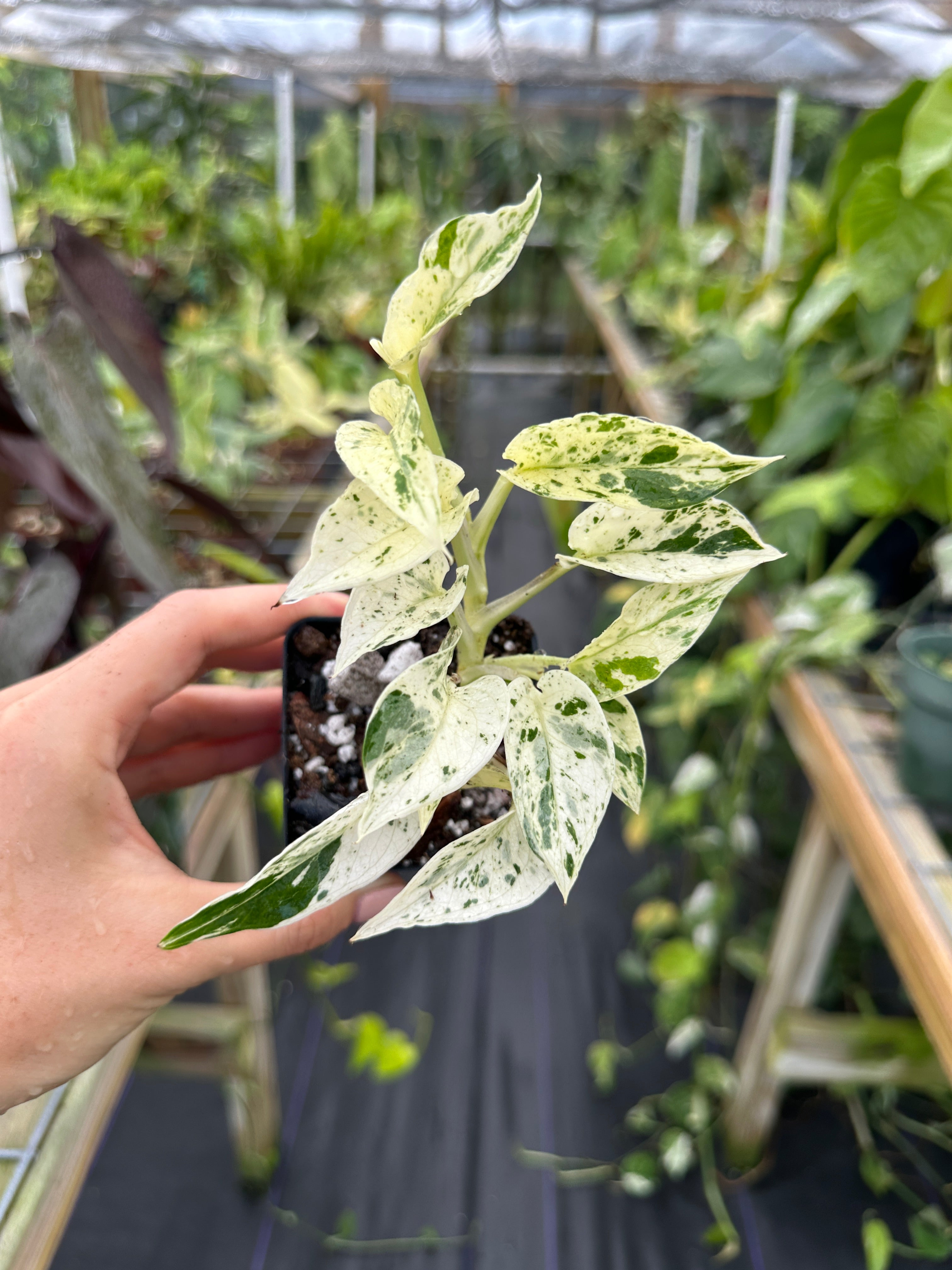 Epipremnum aureum 'Fanfare' (Teruno Pothos Series) – Top Notch Tropical