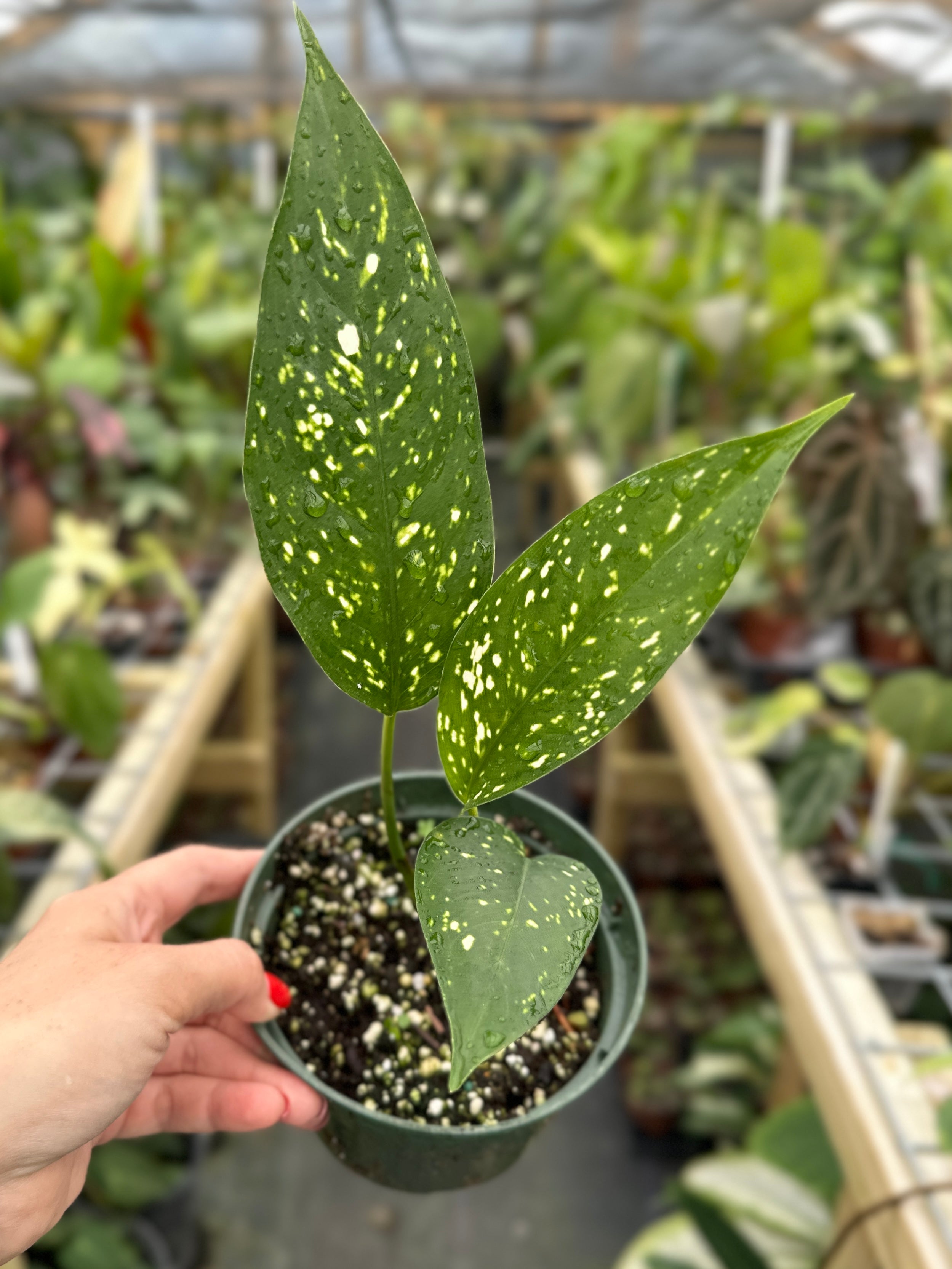 Rare Aglaonema NOID – Top Notch Tropical