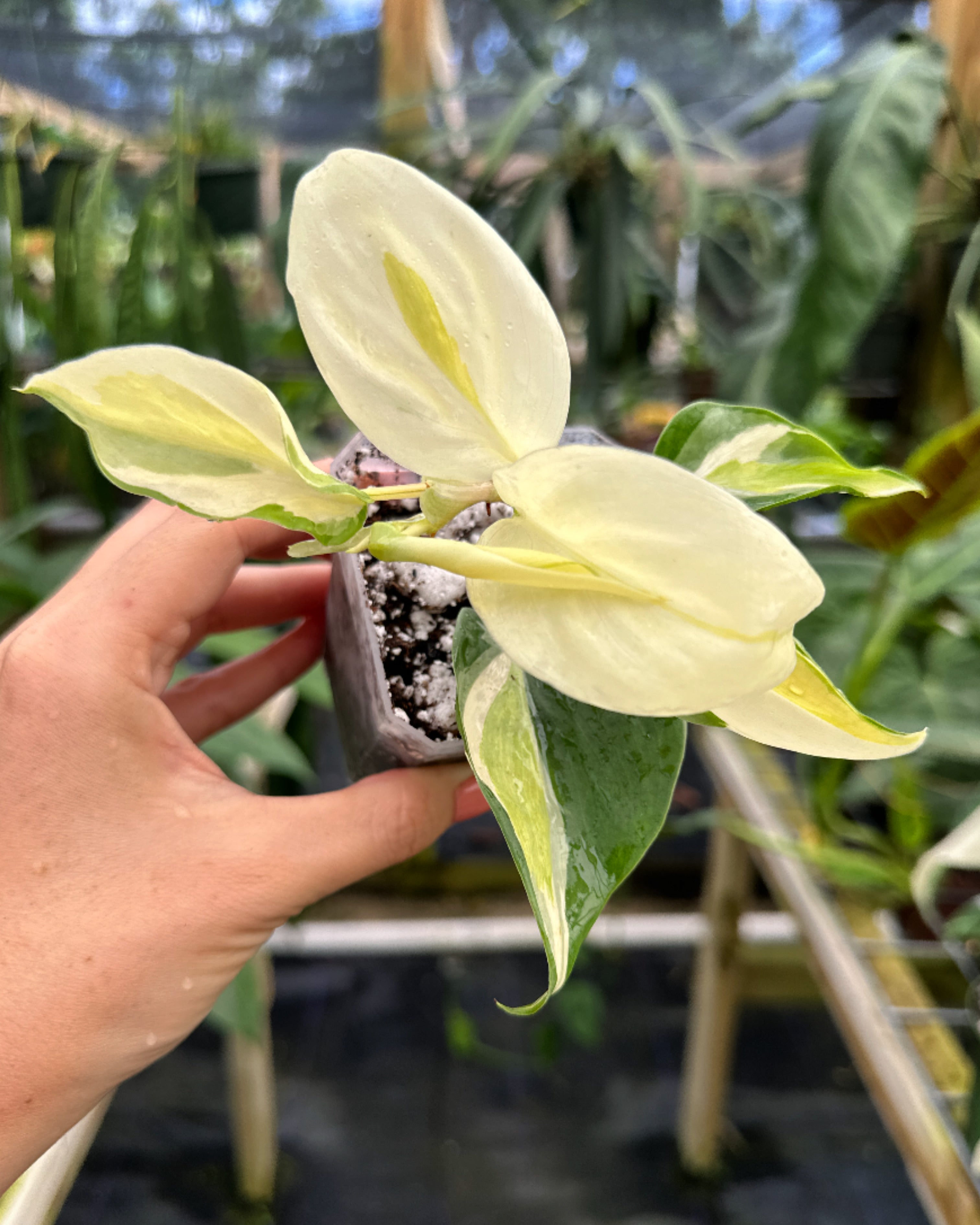 Philodendron hederaceum 'Gabby' Exact Plant – Top Notch Tropical
