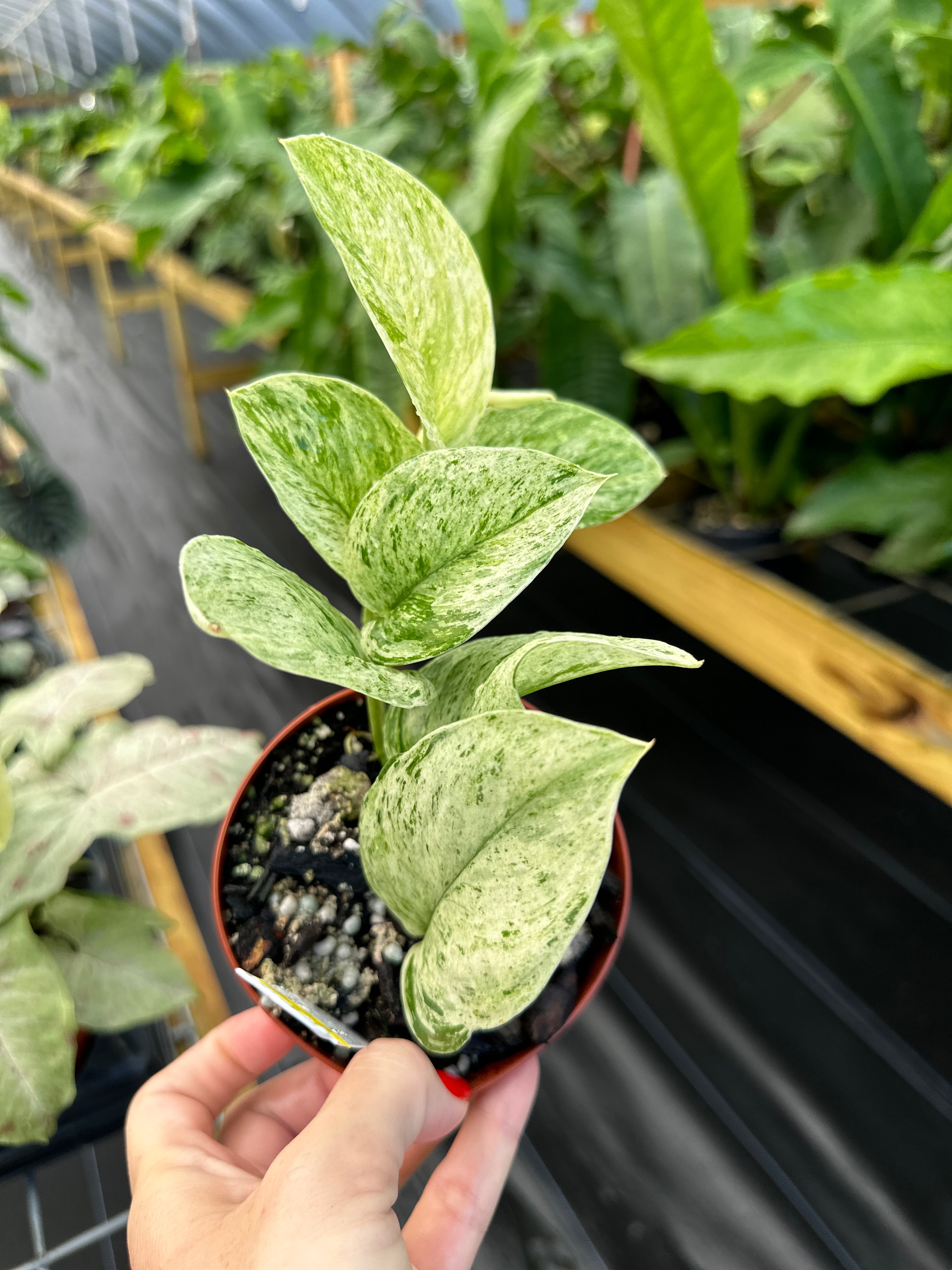 Scindapsus sp. mint marble variegated (Rare) – Top Notch Tropical