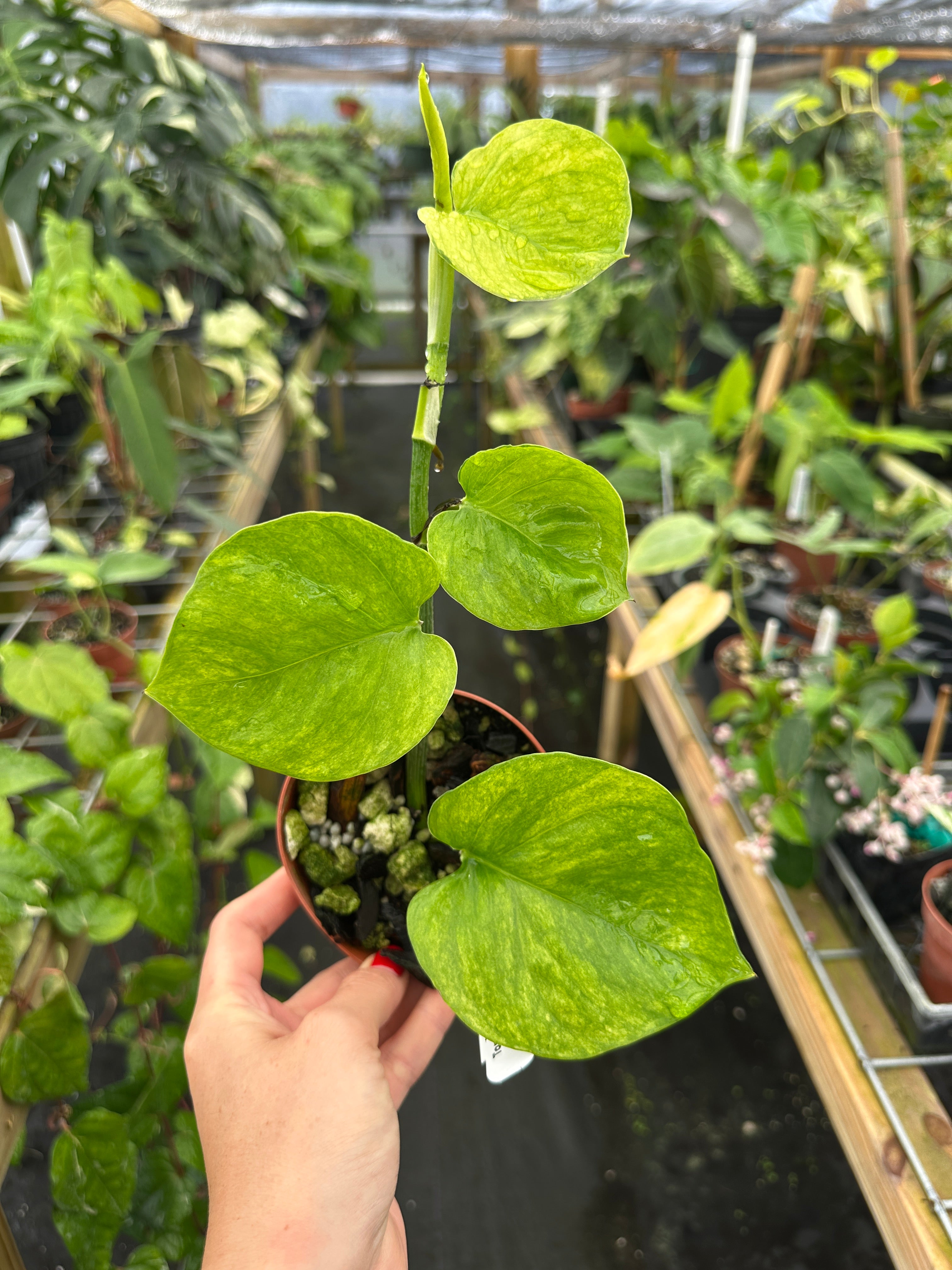 Rare NEW Pothos (Epipremnum aureum) Manjula mint variegated "Olivia ...