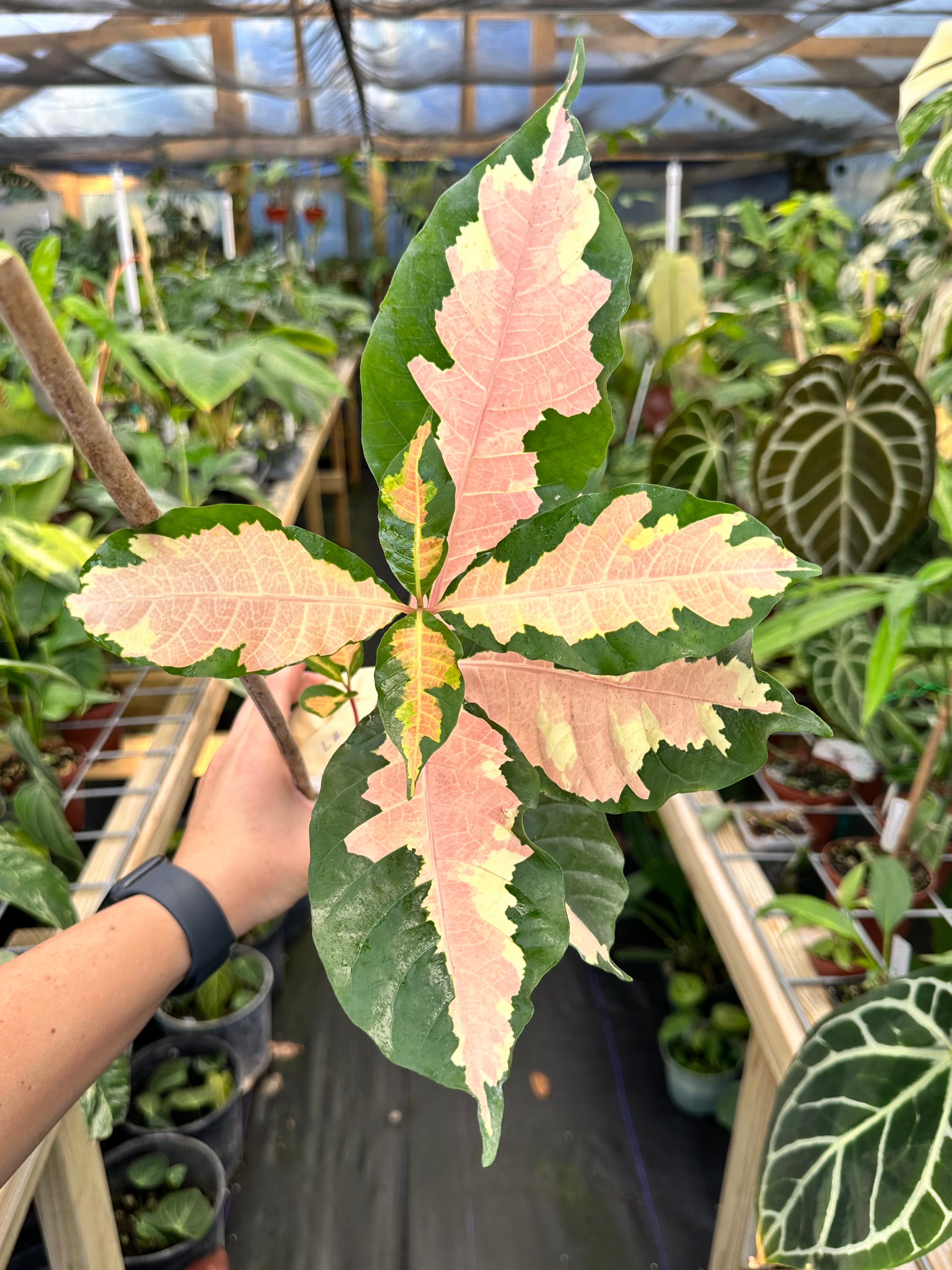 Graptophyllum Pictum, Jamaican Croton – Top Notch Tropical