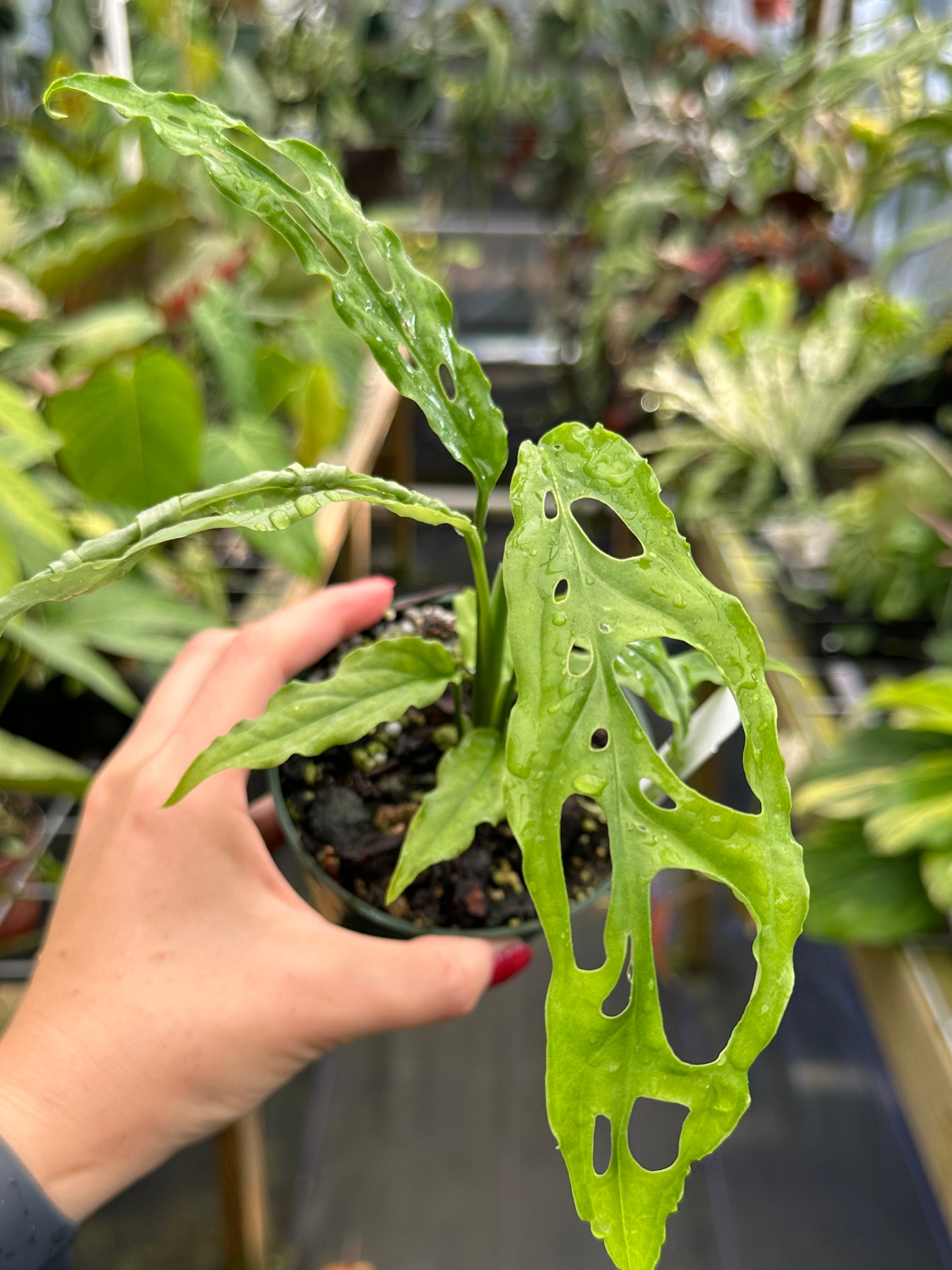 Monstera obliqua 'Peru' – Top Notch Tropical