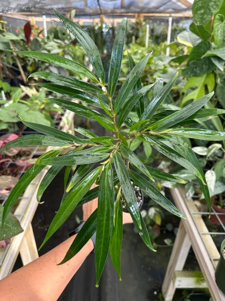Piper sp. "Lanceleaf" – Top Notch Tropical