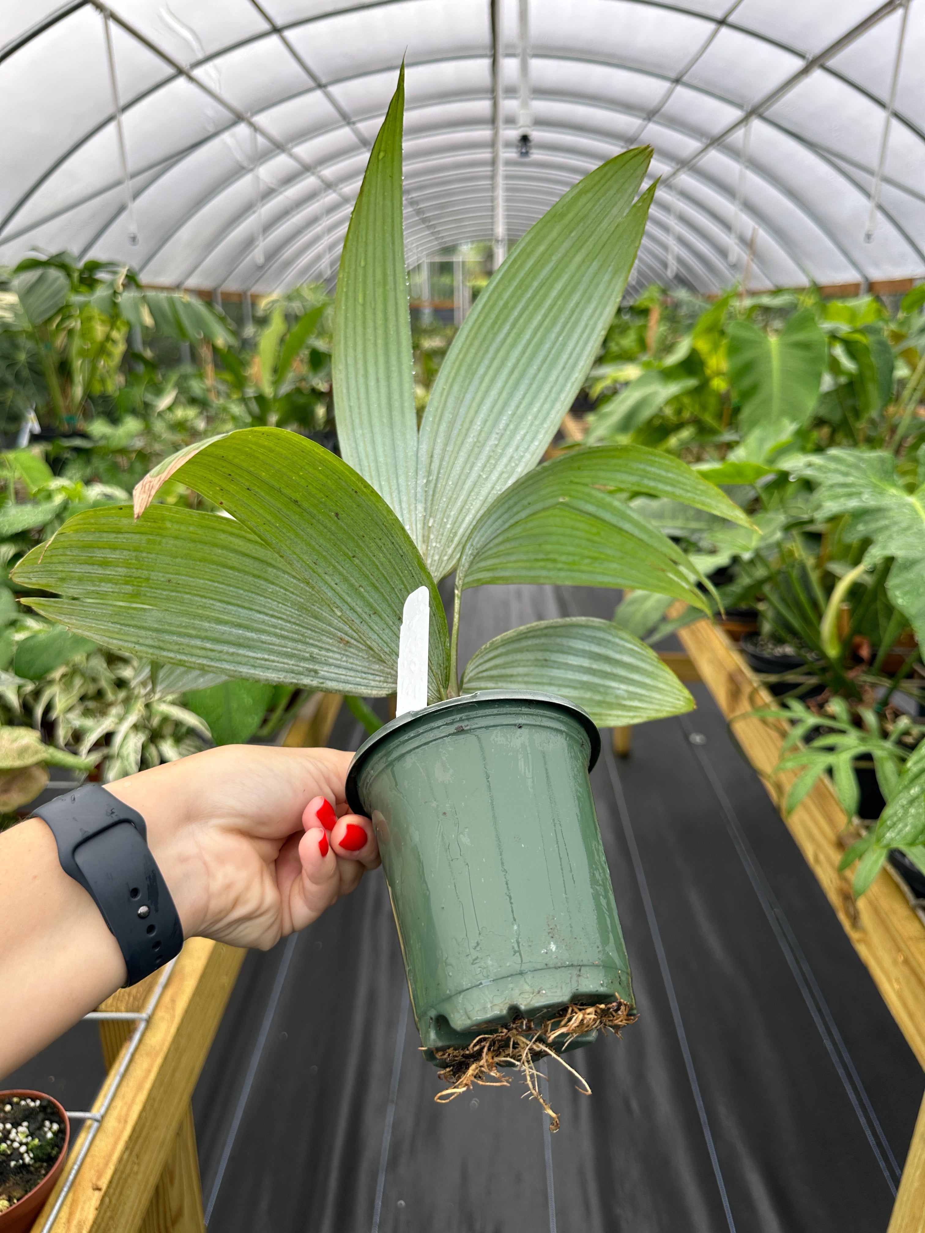 Top Notch Tropical – Top Notch Tropical