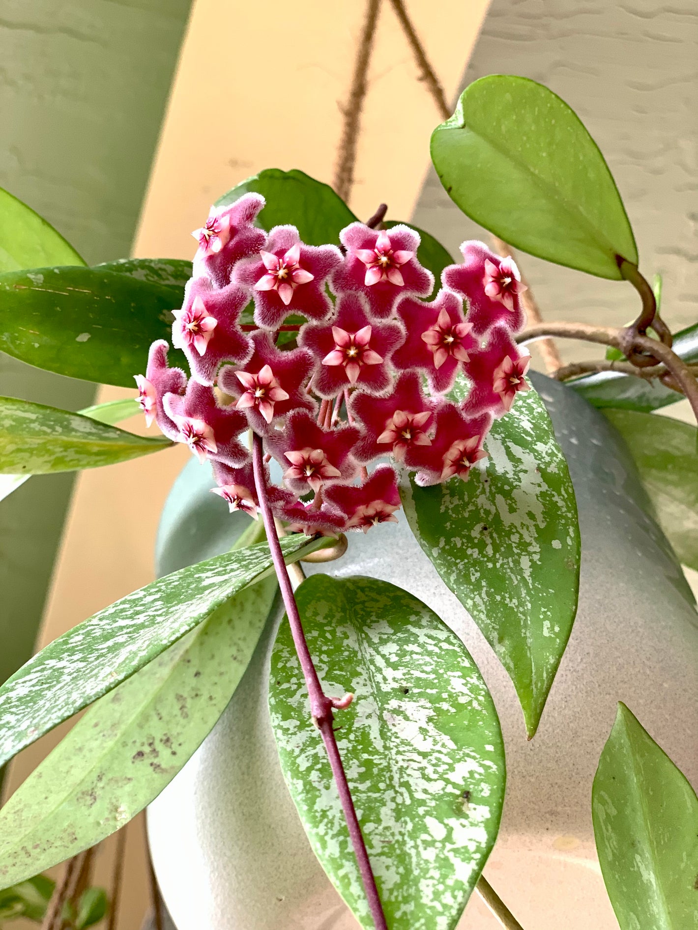 Top Notch Tropical – Top Notch Tropical