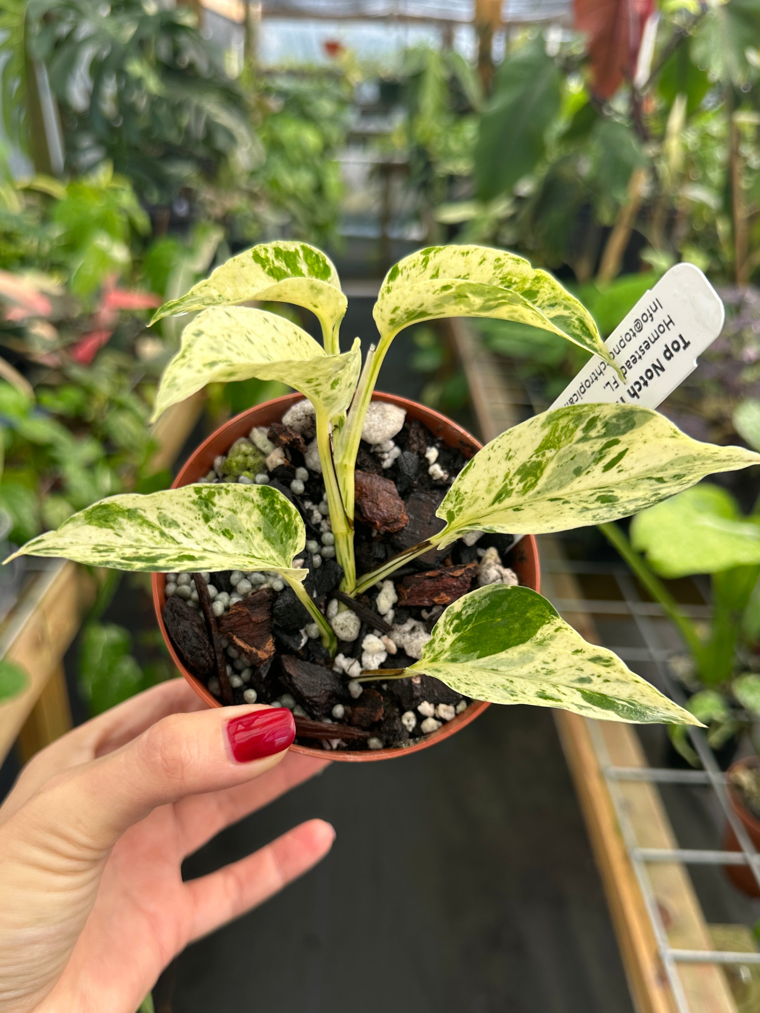 Epipremnum aureum 'Fanfare' (Teruno Pothos Series) – Top Notch Tropical