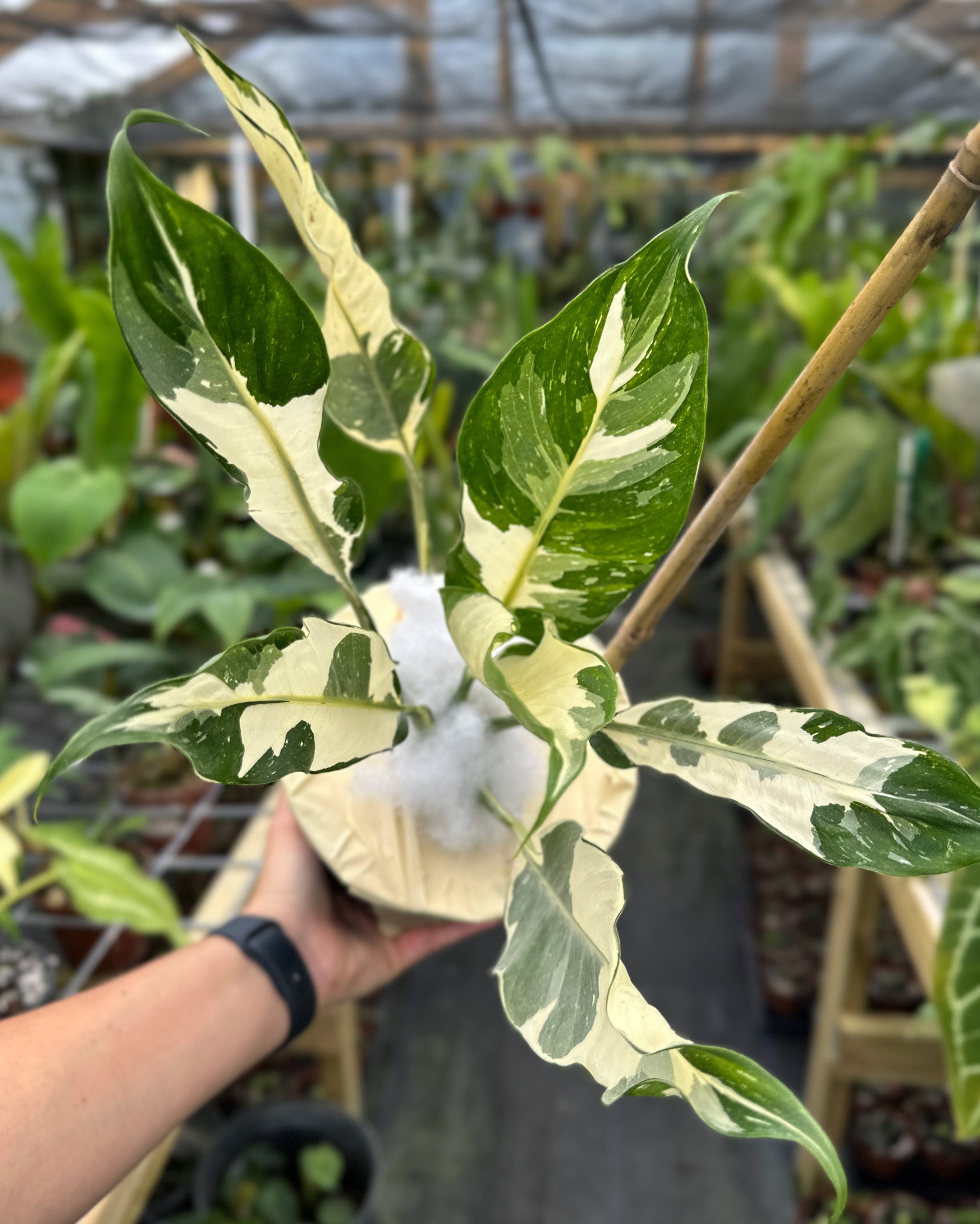 Rare Spathiphyllum "Galaxy" High variegated Peace Lily – Top Notch Tropical