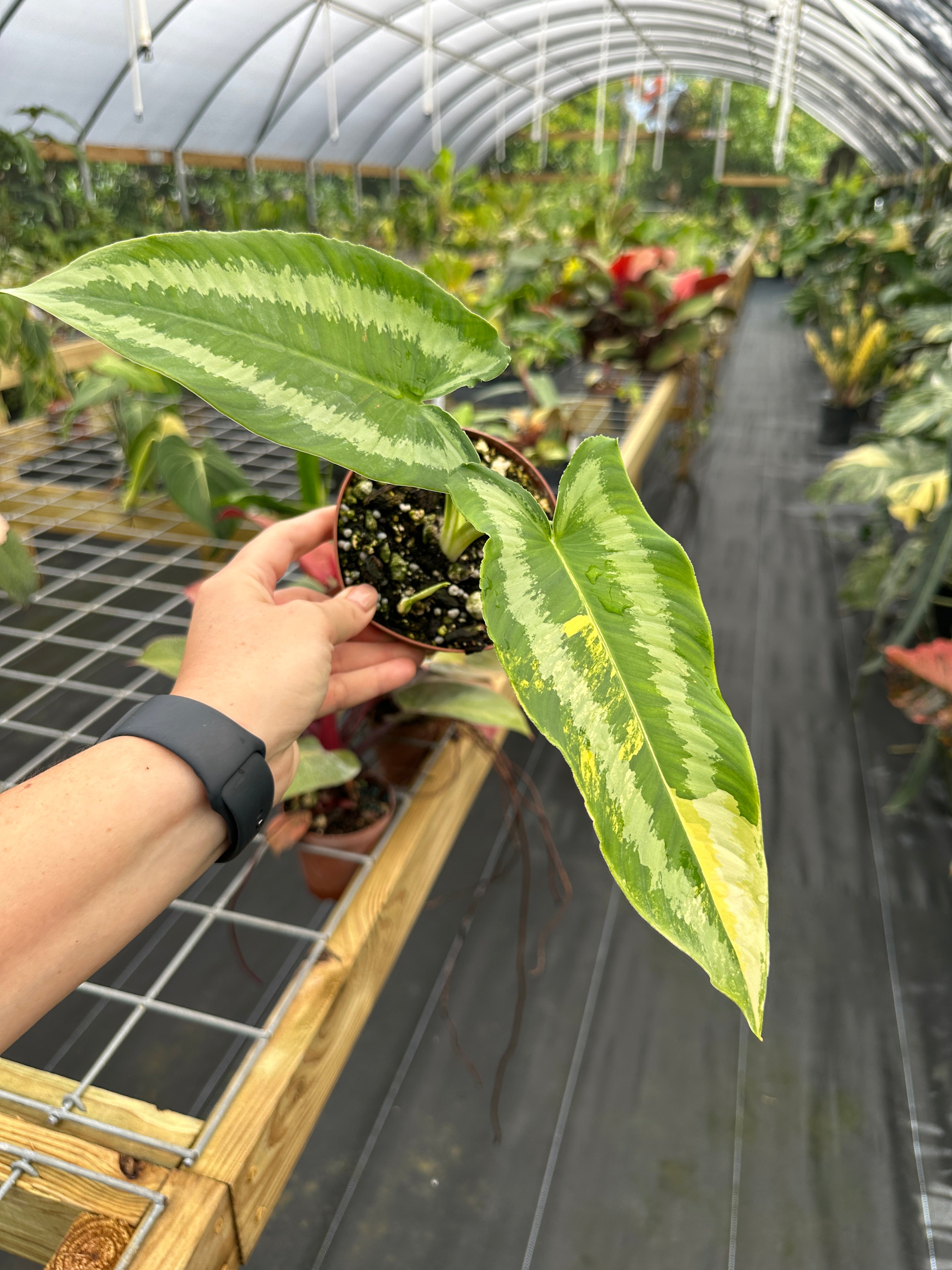 Schismatoglottis wallichi Variegated – Top Notch Tropical