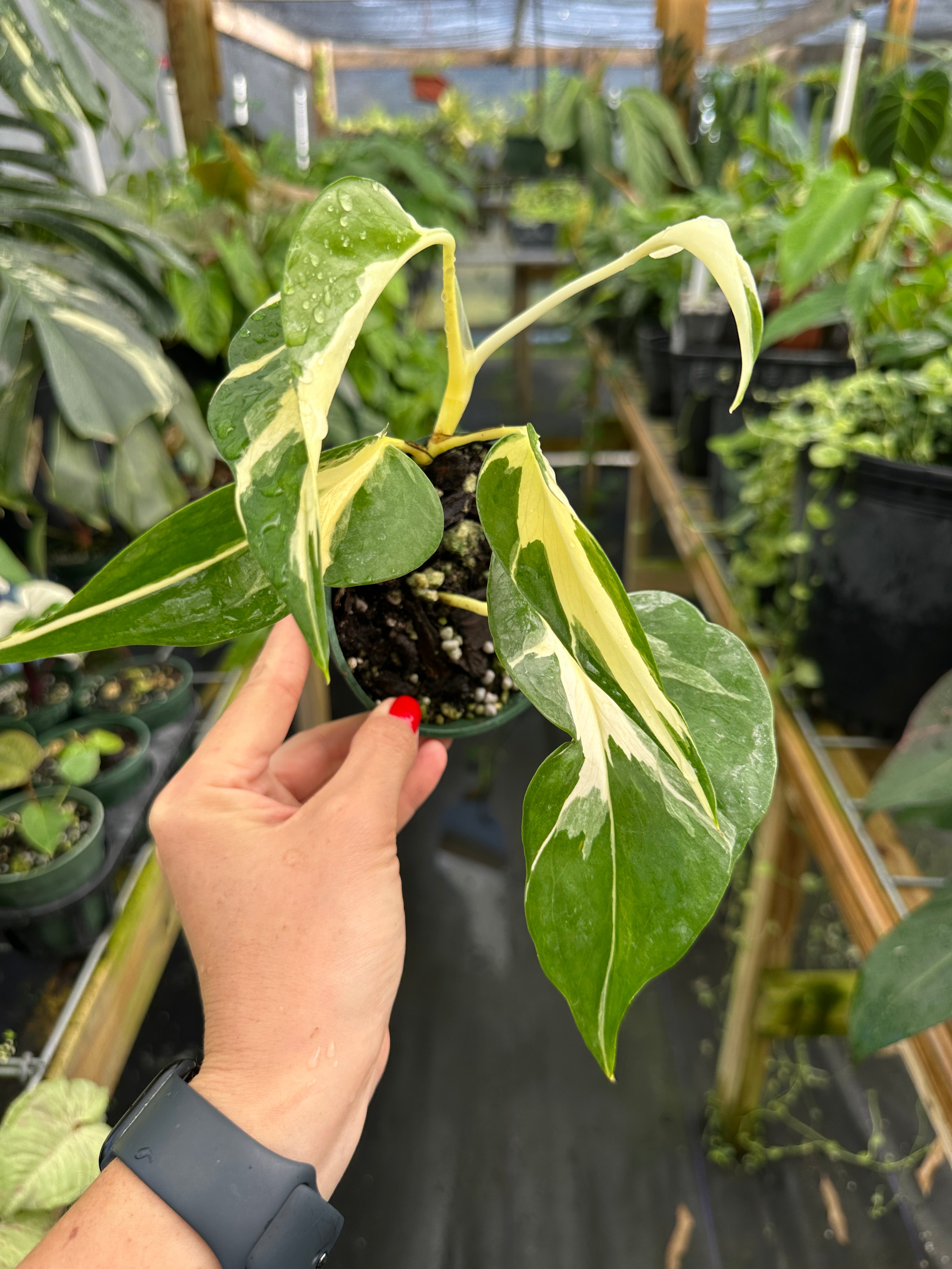 Epipremnum aureum 'Mutant Manjula' – Top Notch Tropical