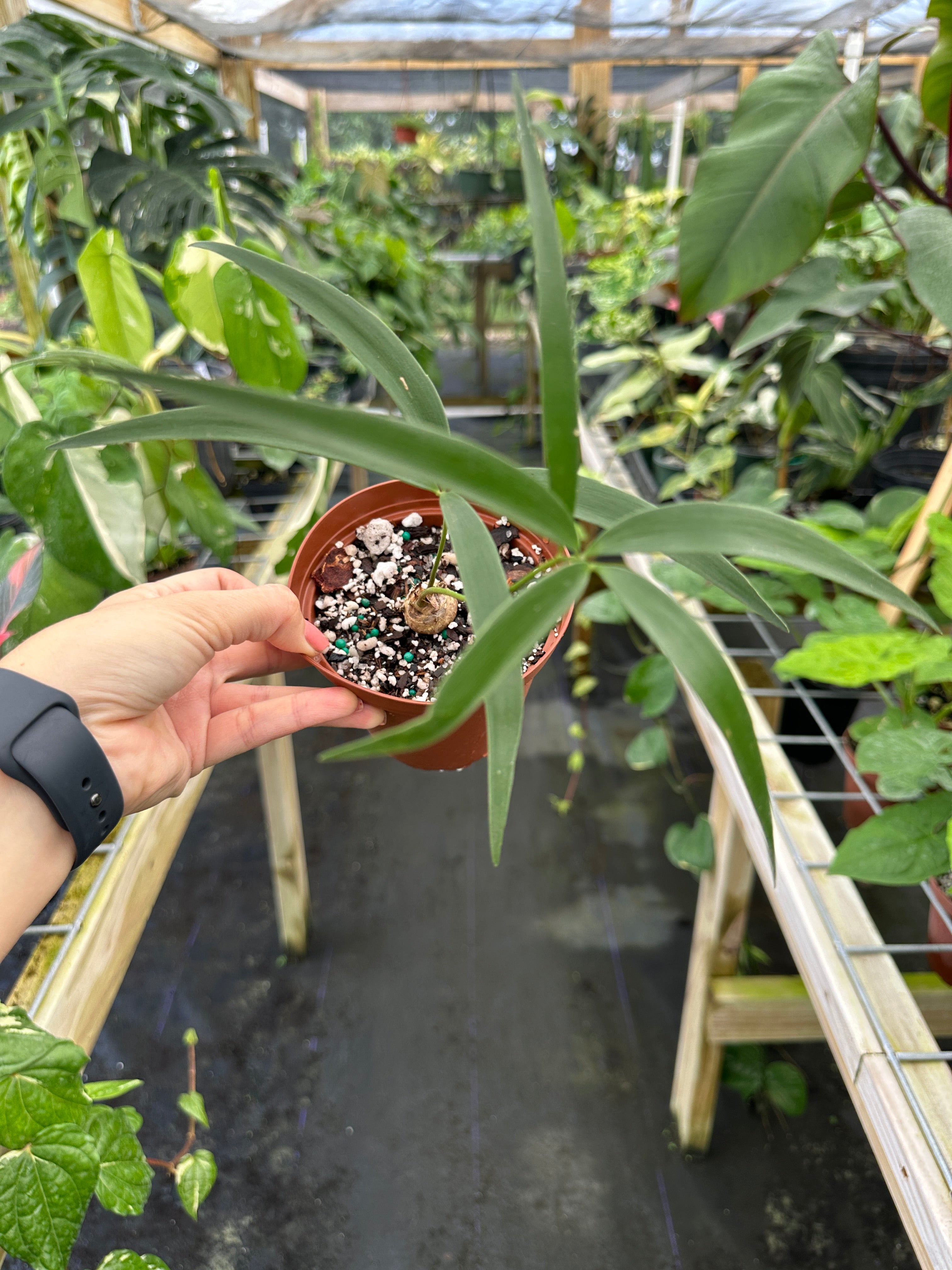 Zamia inermis – Top Notch Tropical