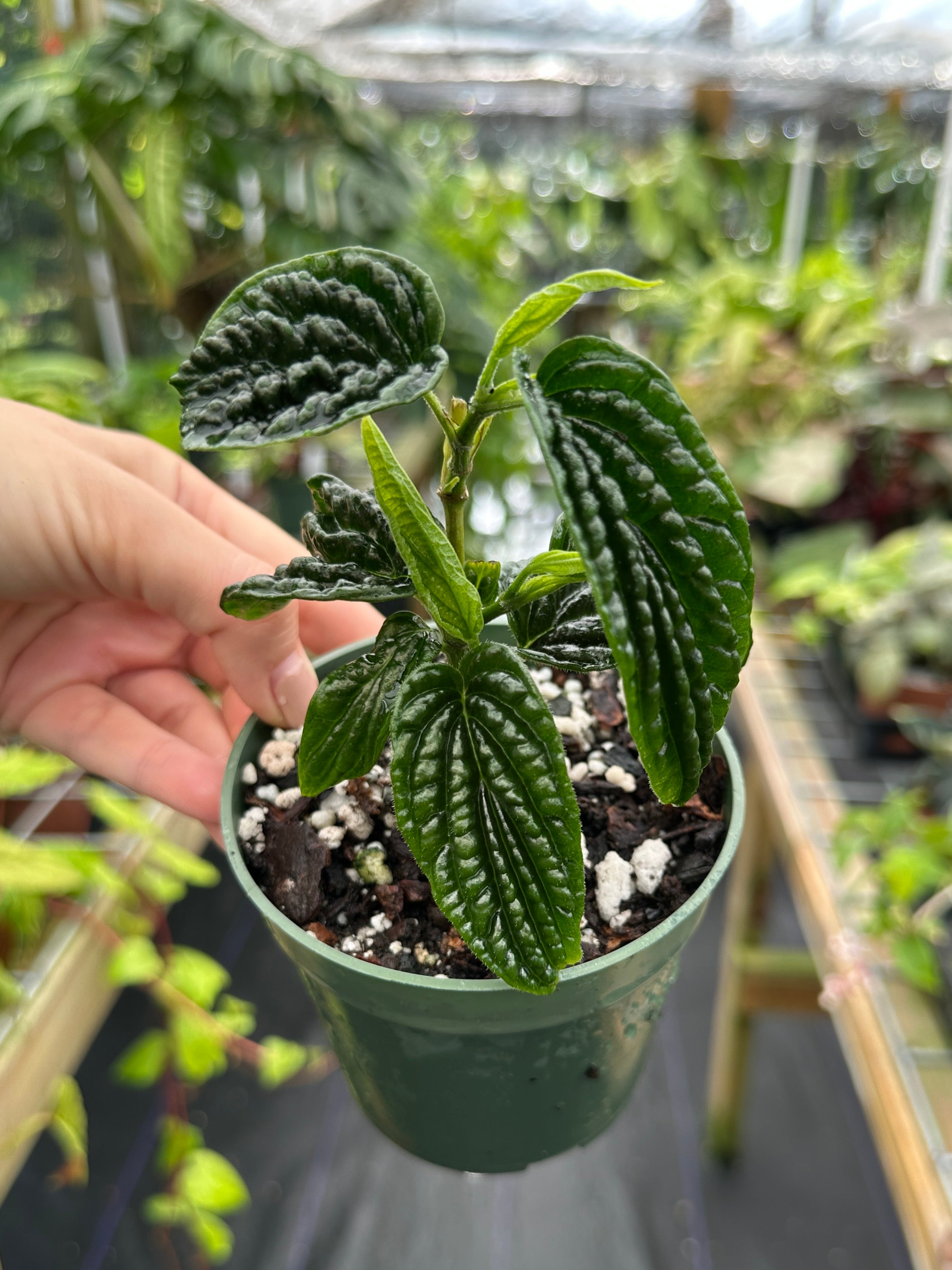 Piper sp. (Dark Bullate leaves) Rare – Top Notch Tropical