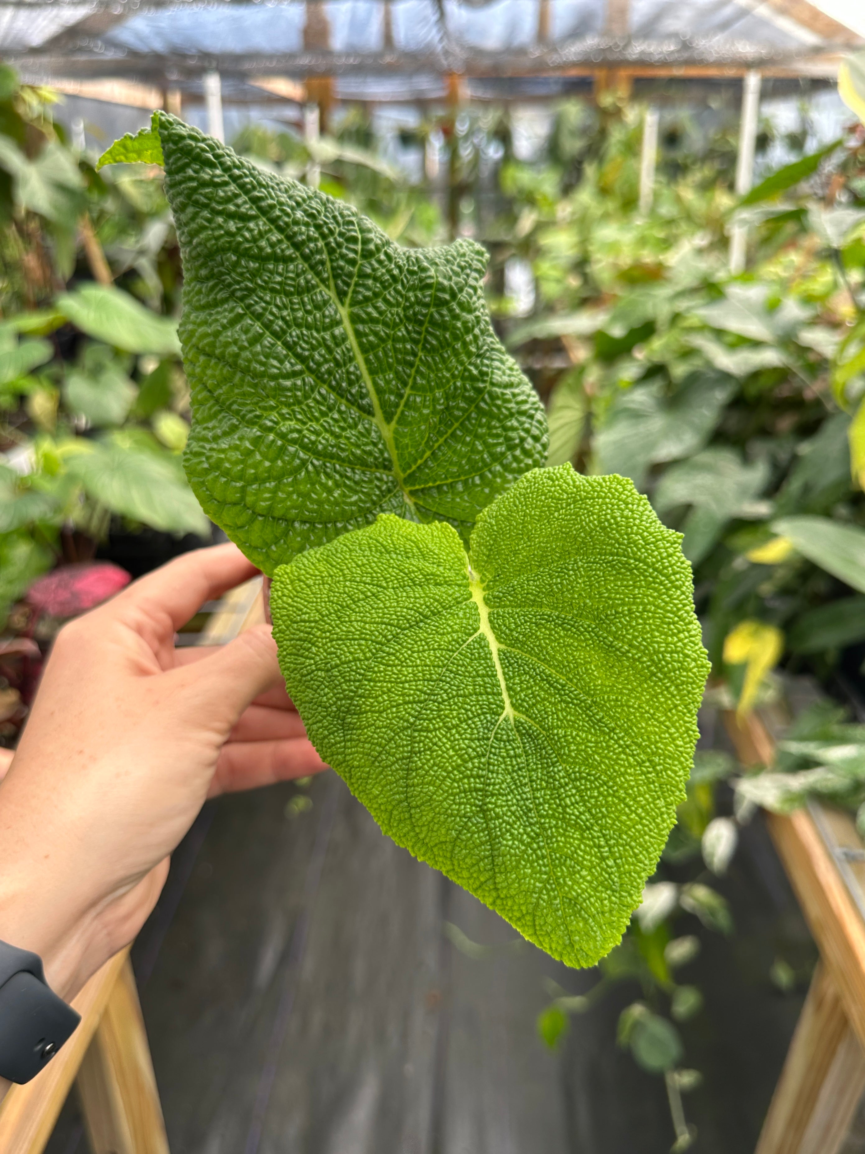 Rare Piper sp. EXACT PLANT – Top Notch Tropical