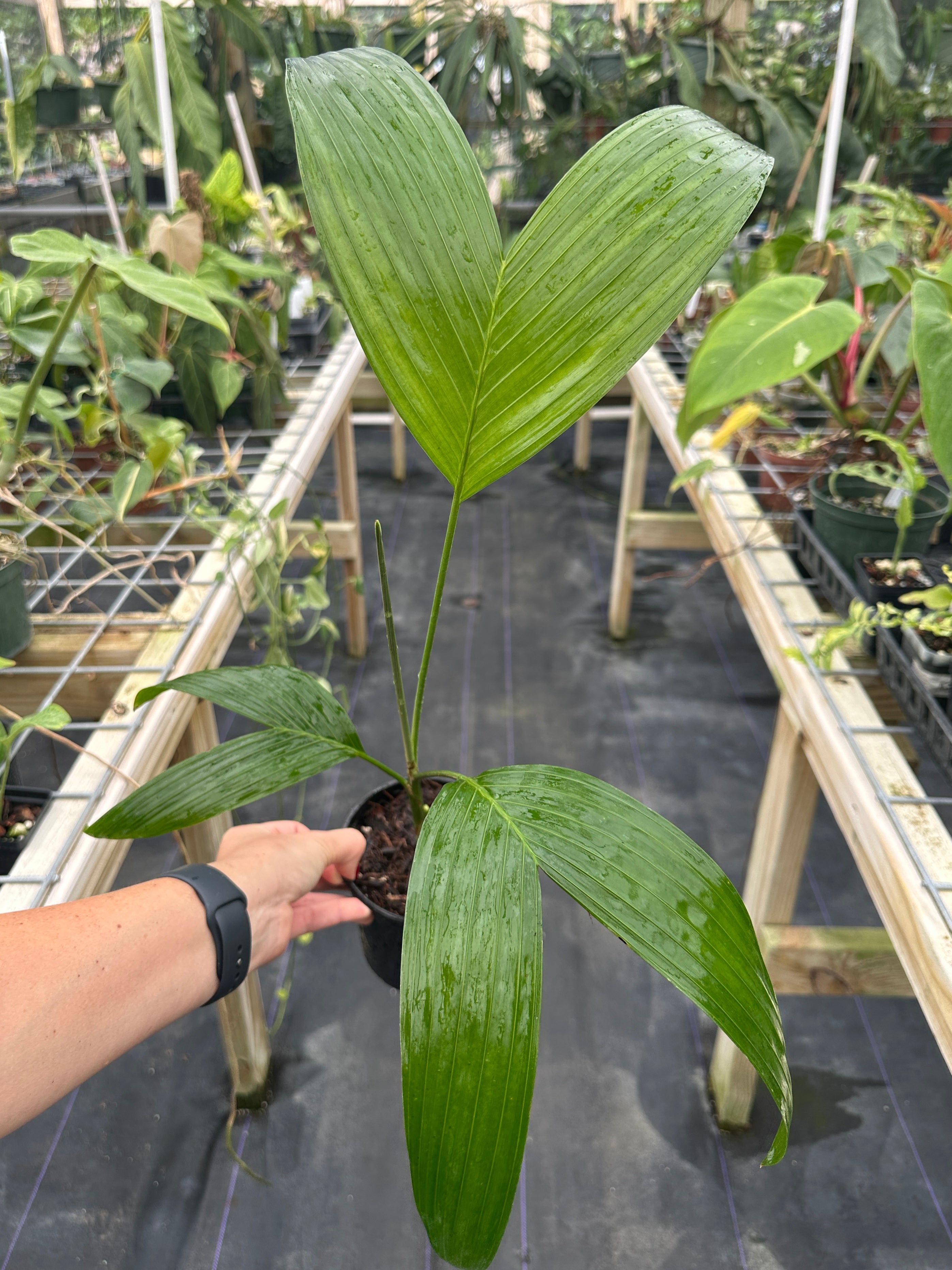 Areca triandra, Perfume Palm Tree (Lemon Scented Flowers) – Top Notch ...