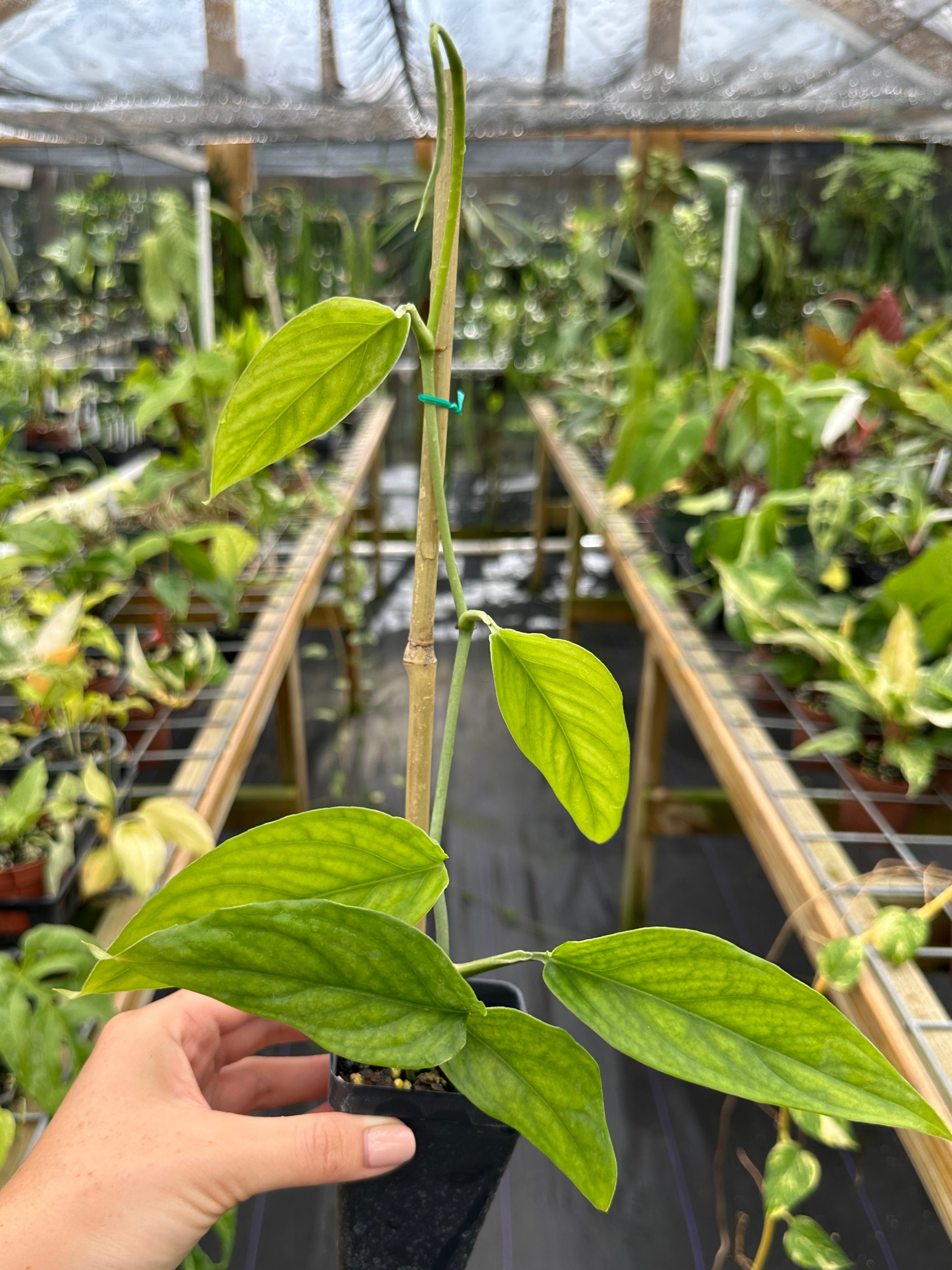 Monstera aff. obliqua "Filamentous" RARE – Top Notch Tropical