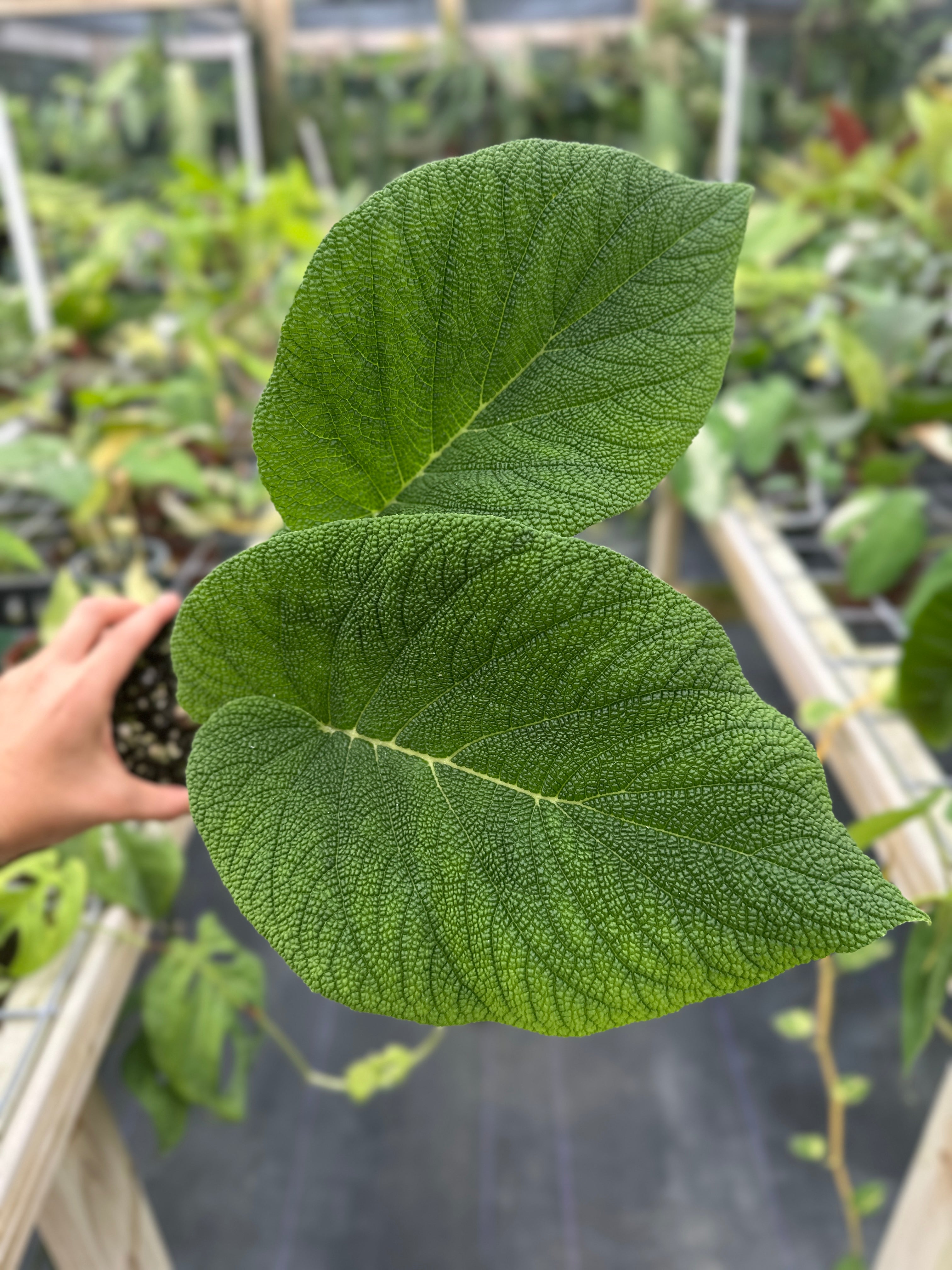 Piper sp. (Large leaf, textured) Rare – Top Notch Tropical