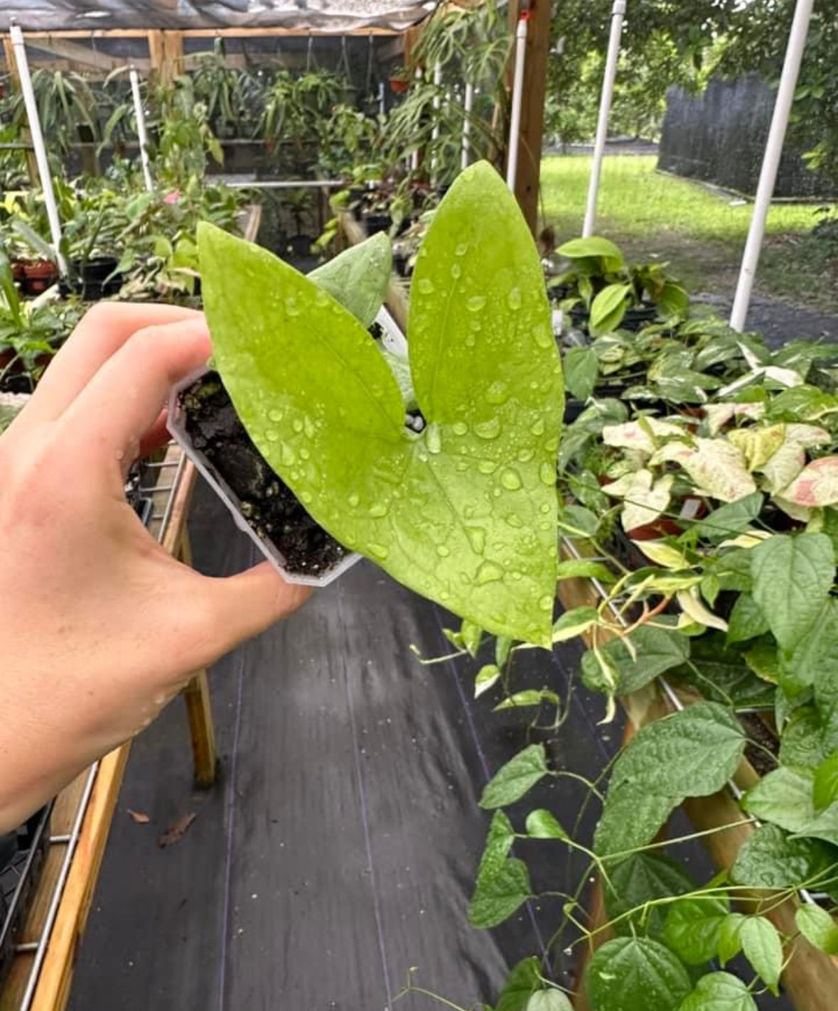 Nephthytis afzelii, Rare African Aroid – Top Notch Tropical