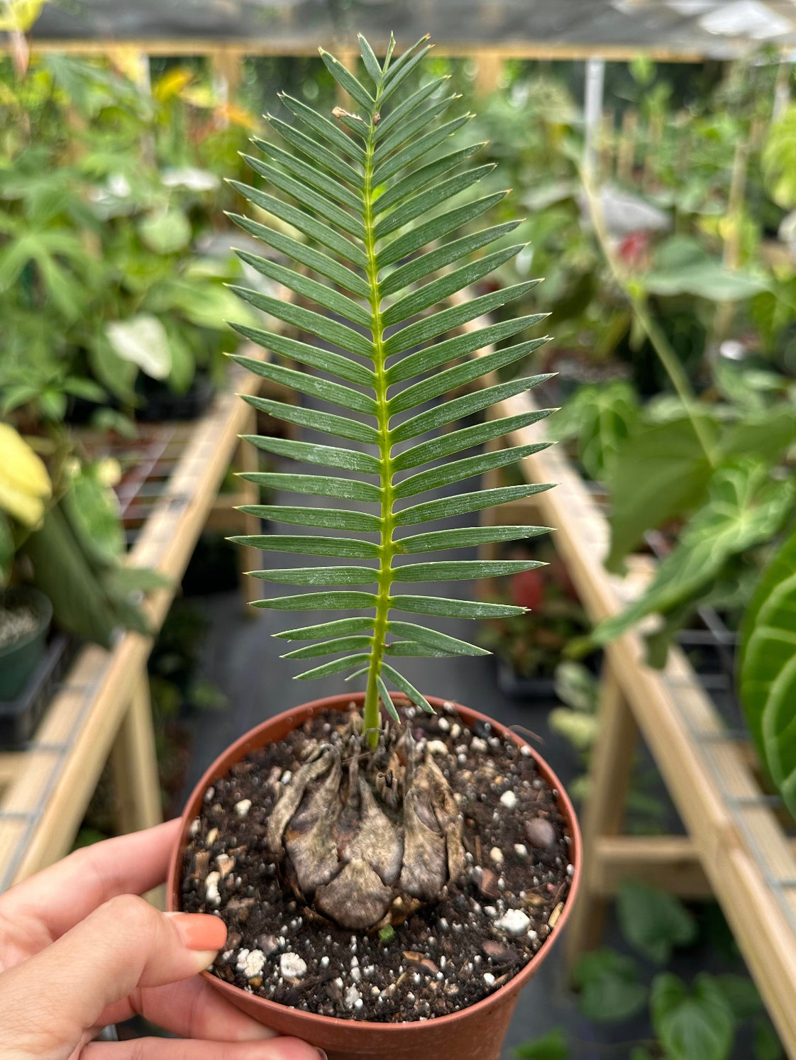 Dioon edule – Top Notch Tropical