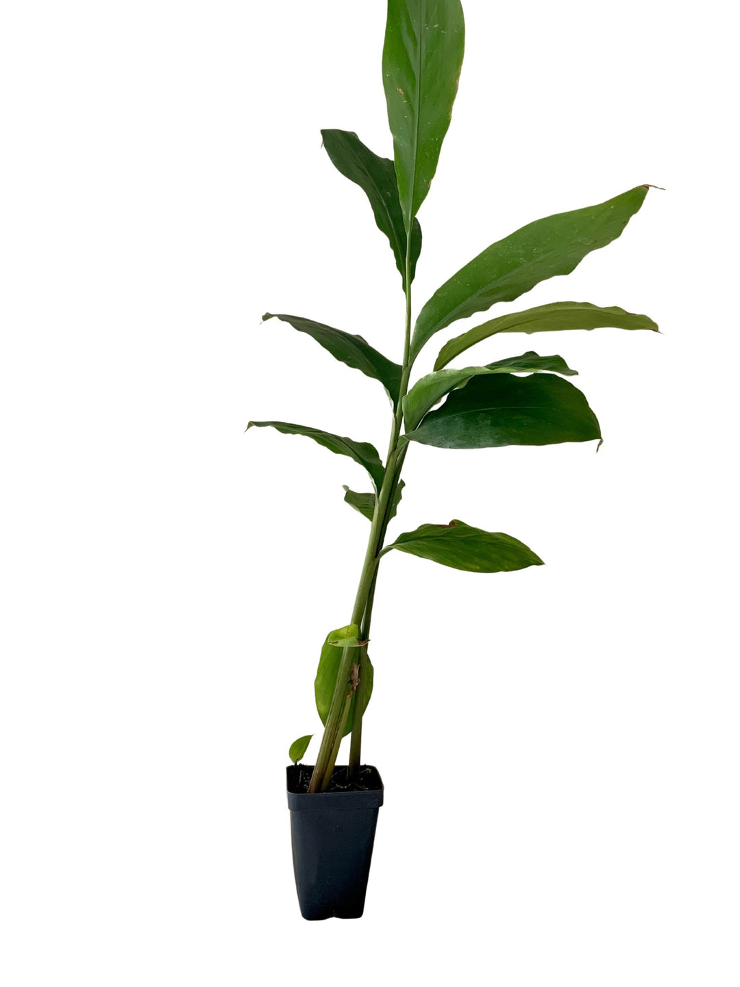 Alpinia Nutans, False Cardamom – Top Notch Tropical