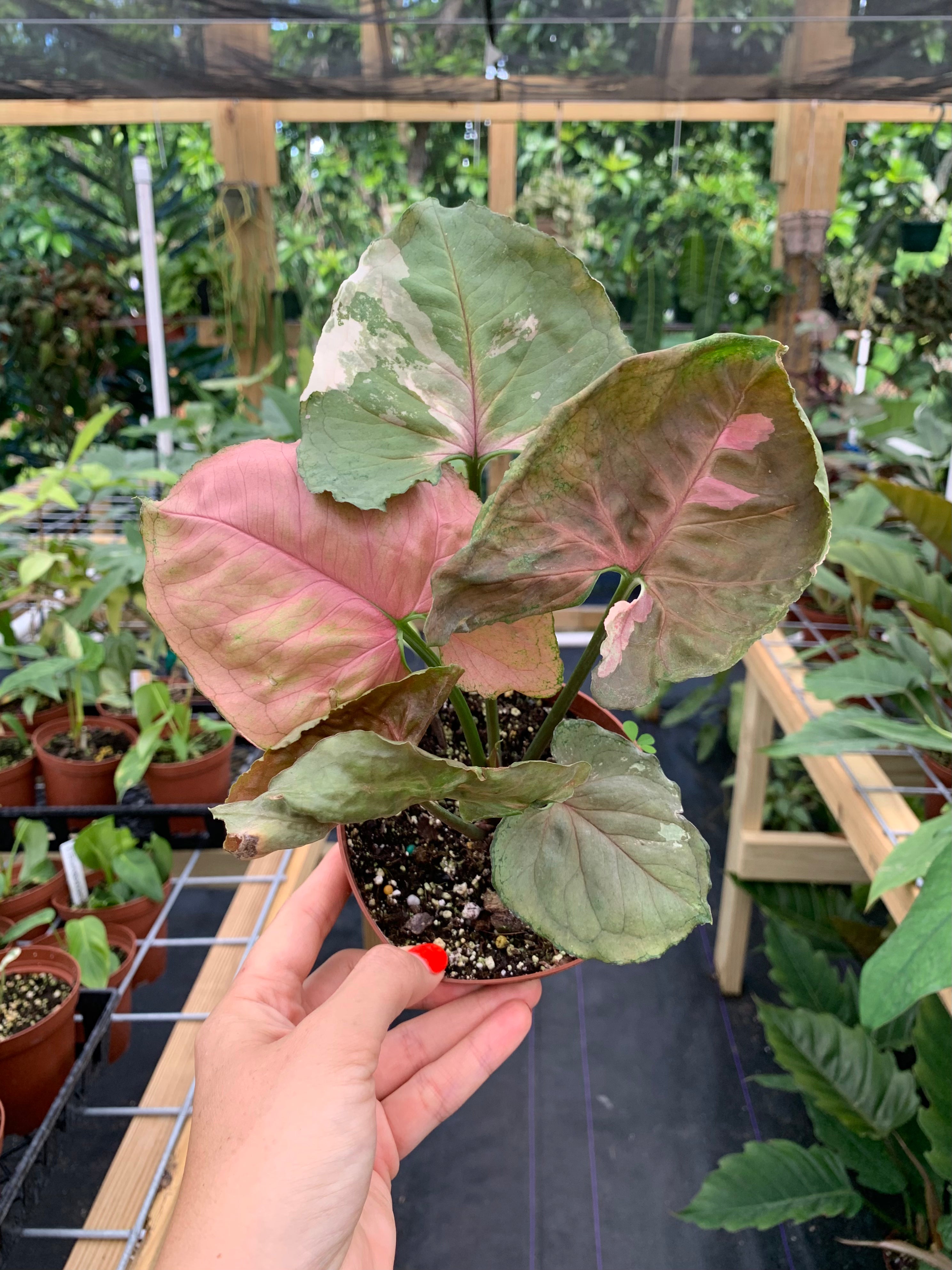 Syngonium Podophyllum "Strawberry Ice" variegated – Top Notch Tropical