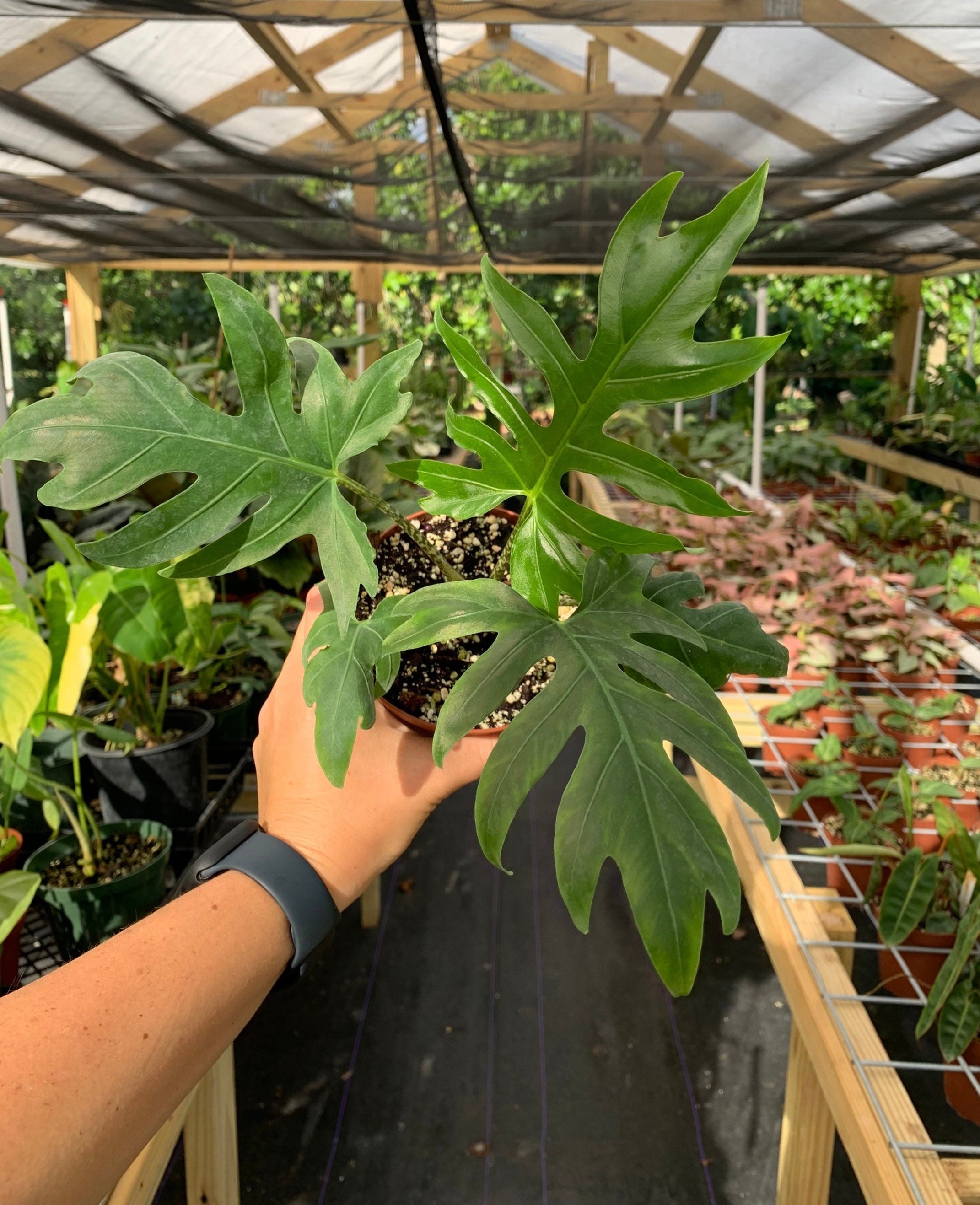 Alocasia Brancifolia "Nishiri" – Top Notch Tropical