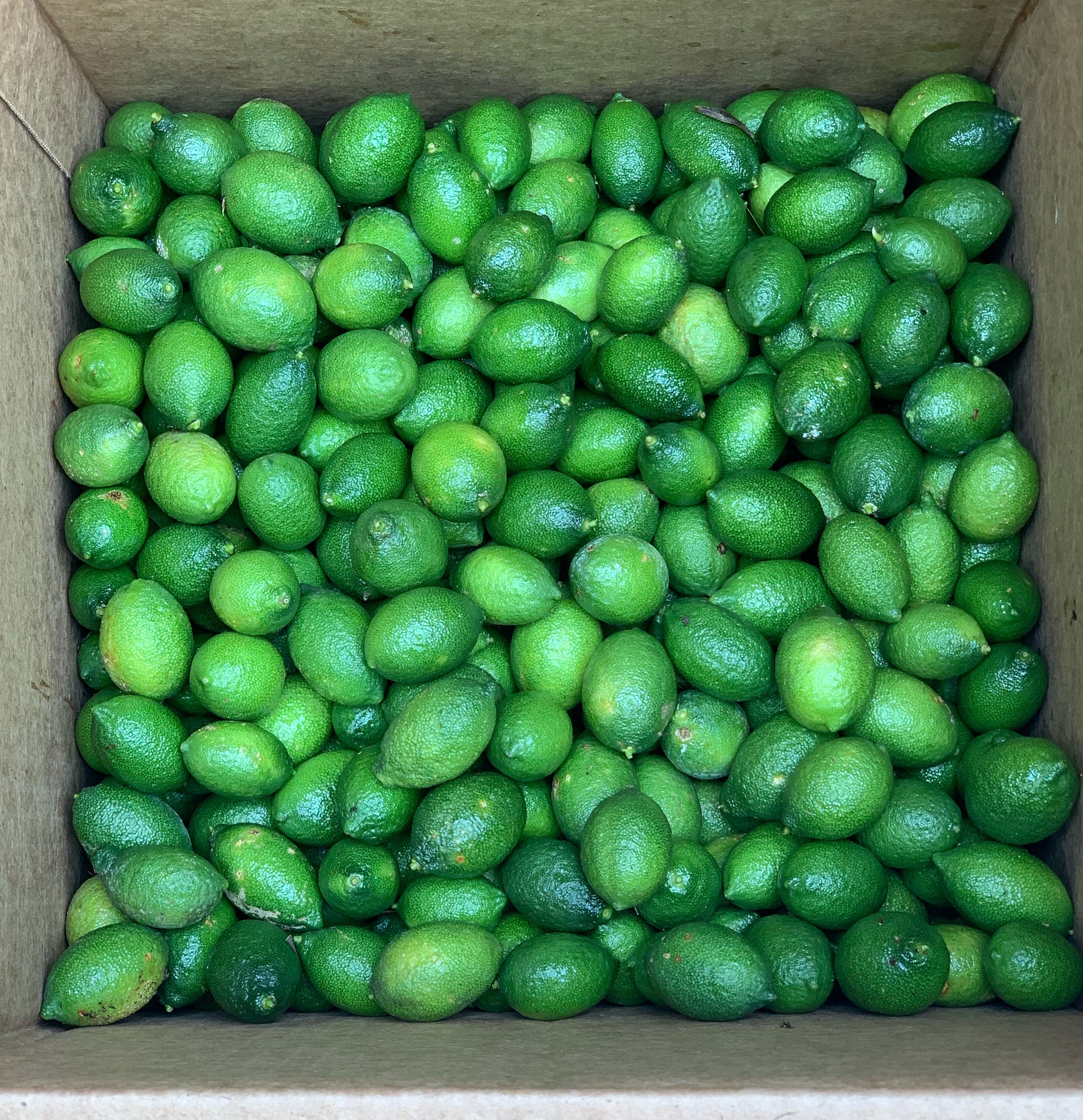 Top Notch Tropical – Top Notch Tropical