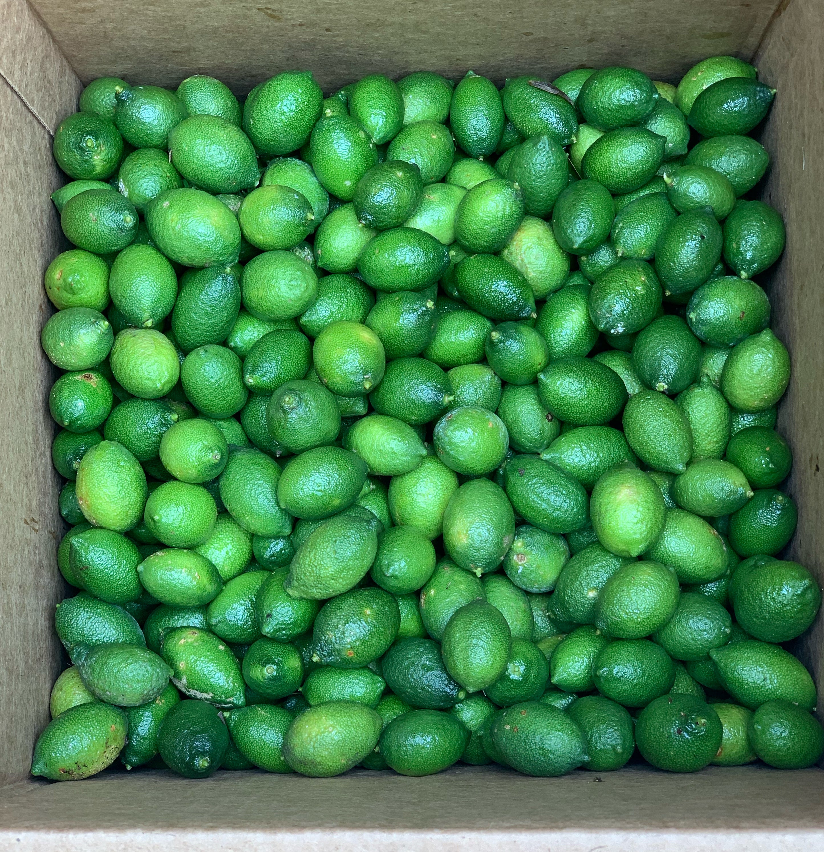 Top Notch Tropical – Top Notch Tropical